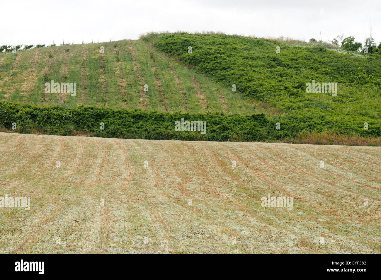 Green fields, harvested, fallow Stock Photo - Alamy