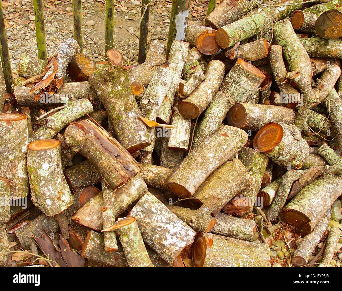 Cleaning log hi-res stock photography and images - Alamy