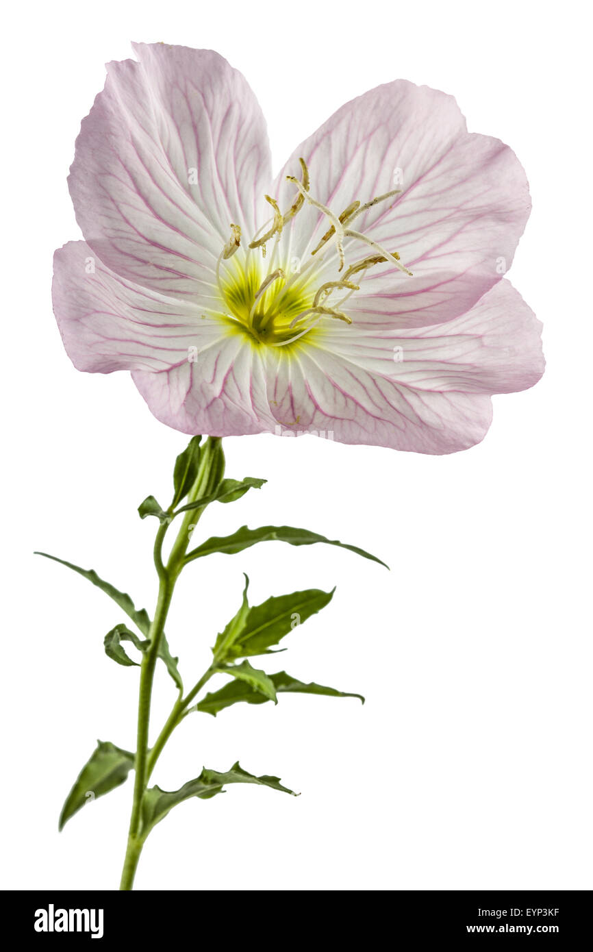 Pink evening primrose hi-res stock photography and images - Alamy