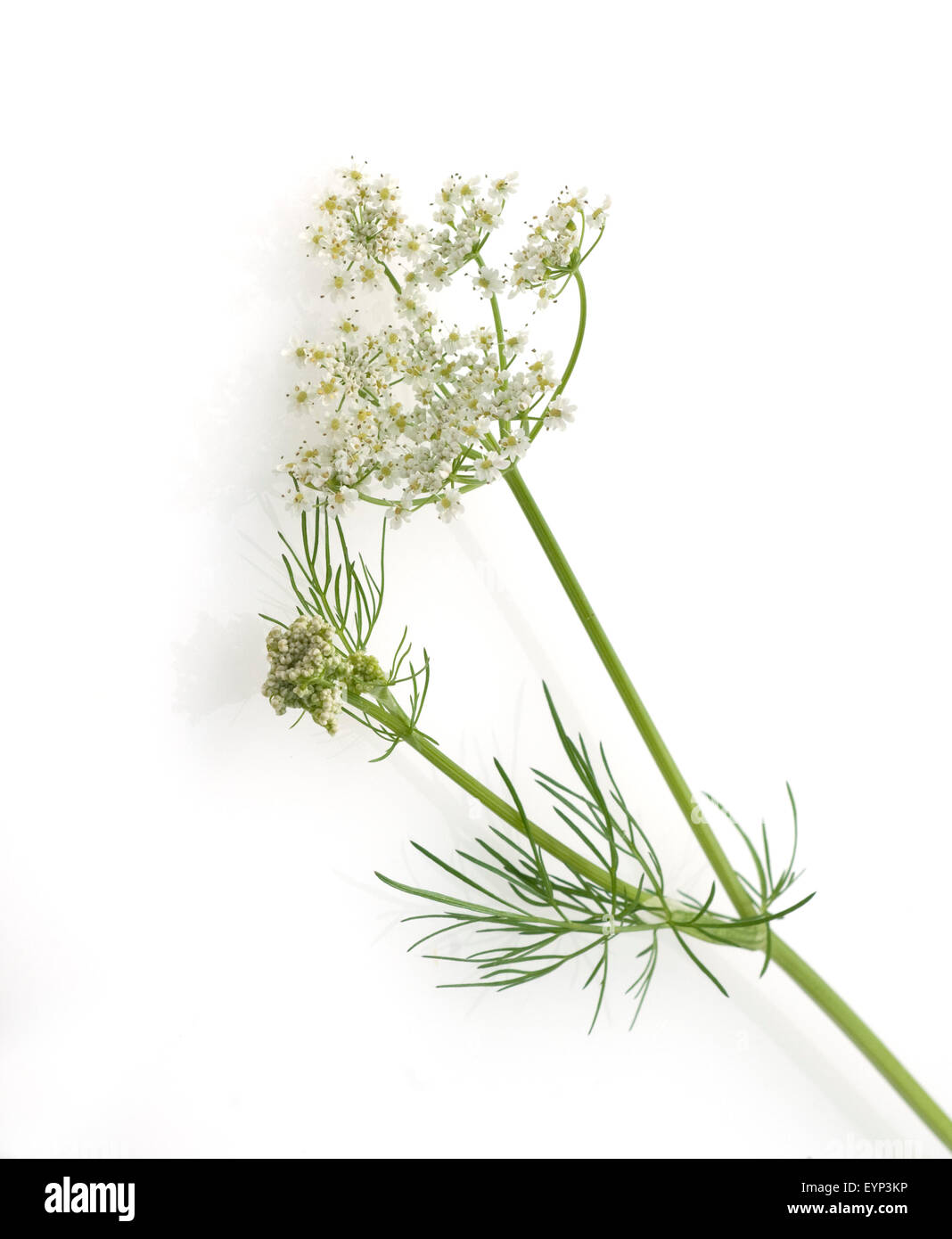 Kuemmel High Resolution Stock Photography and Images - Alamy