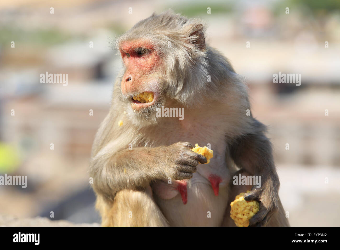 India, Rajasthan, Jaipur, indian monkeys eating corn taken in Galata ...