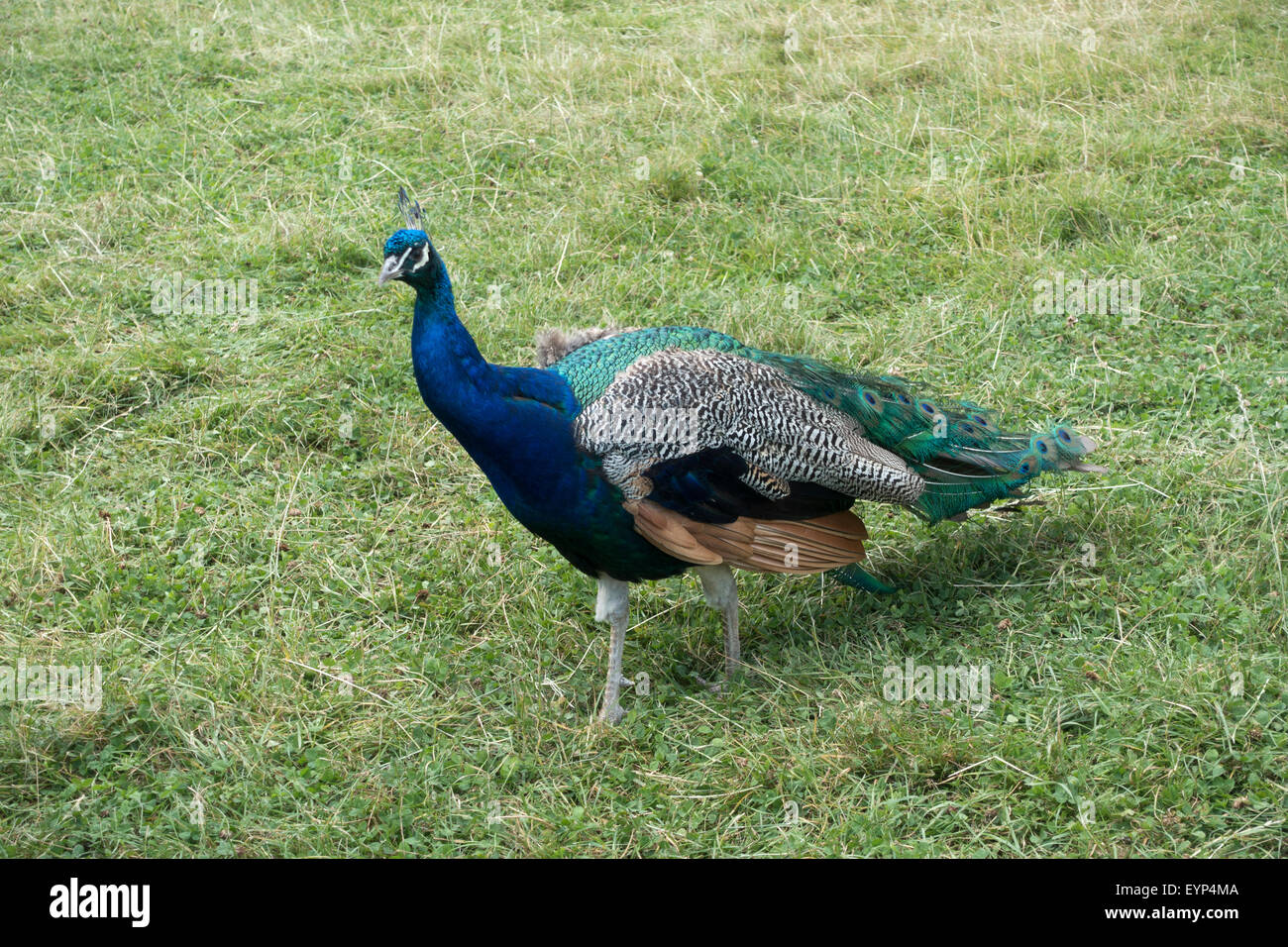 Indian Peacock at Groombridge Place, Kent Stock Photo - Alamy