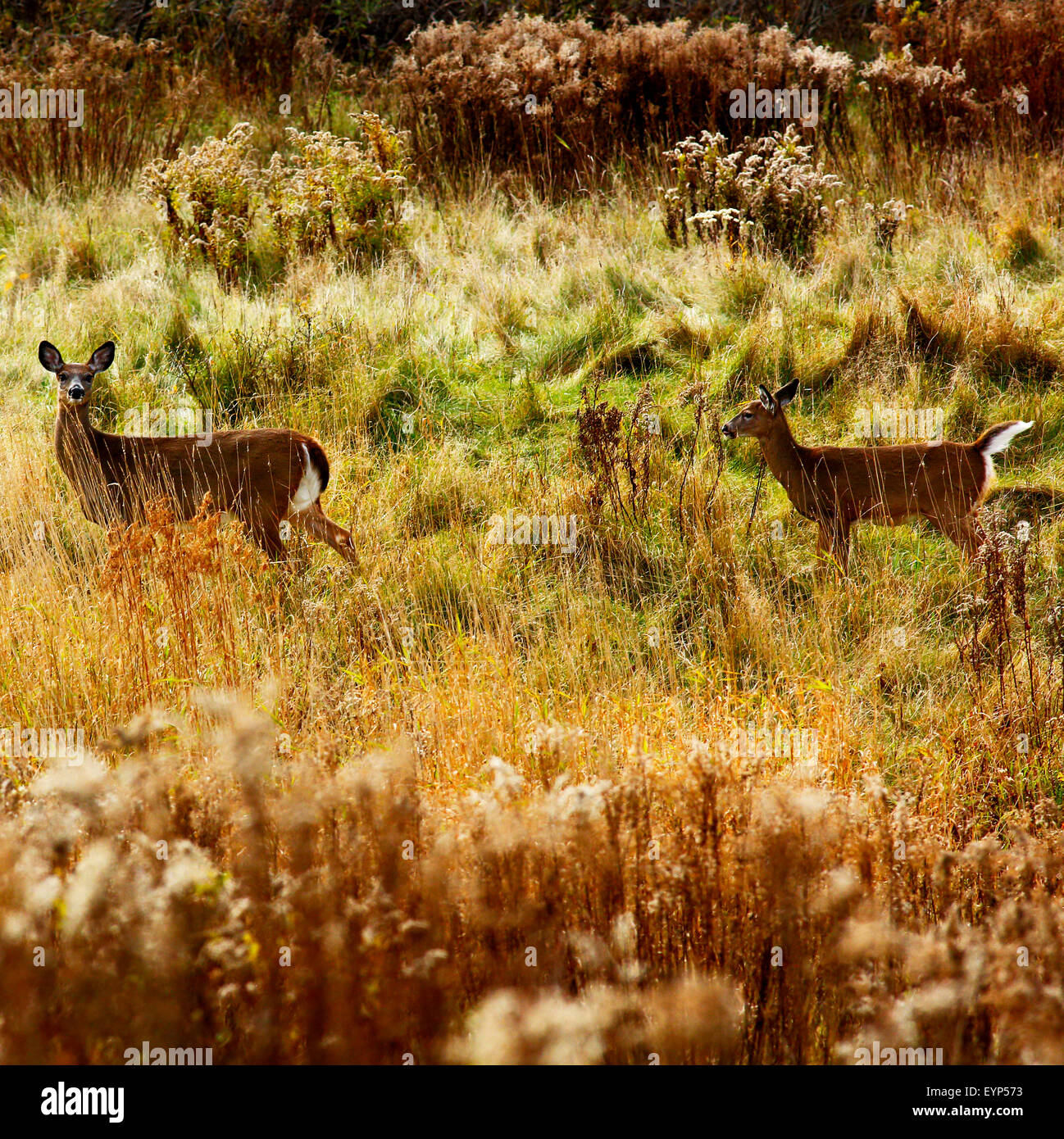 Two white-tailed deer in their natural habitat Stock Photo - Alamy