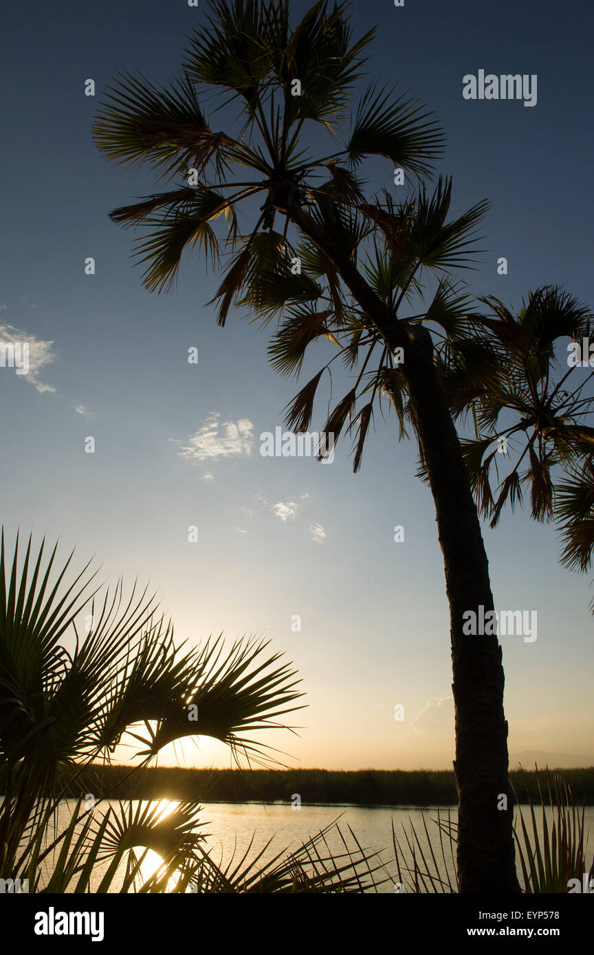 Doum palm tree hi-res stock photography and images - Alamy