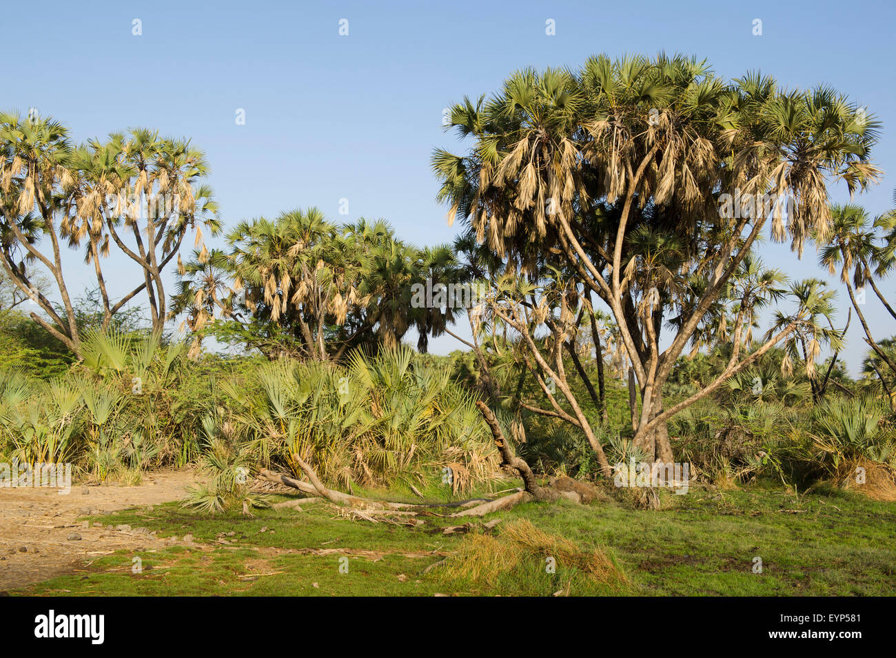 Doum palms hi-res stock photography and images - Alamy