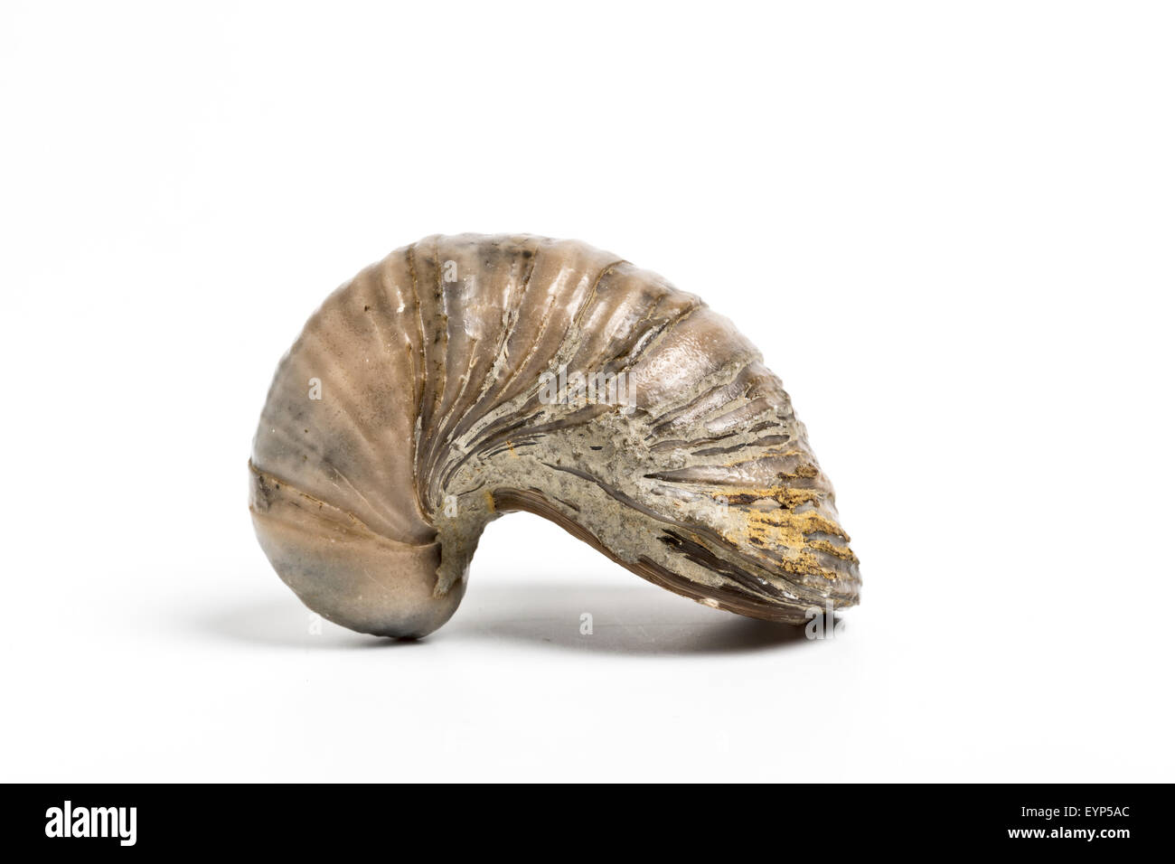Devil's toenail, a fossil oyster, Gryphaea species Stock Photo - Alamy