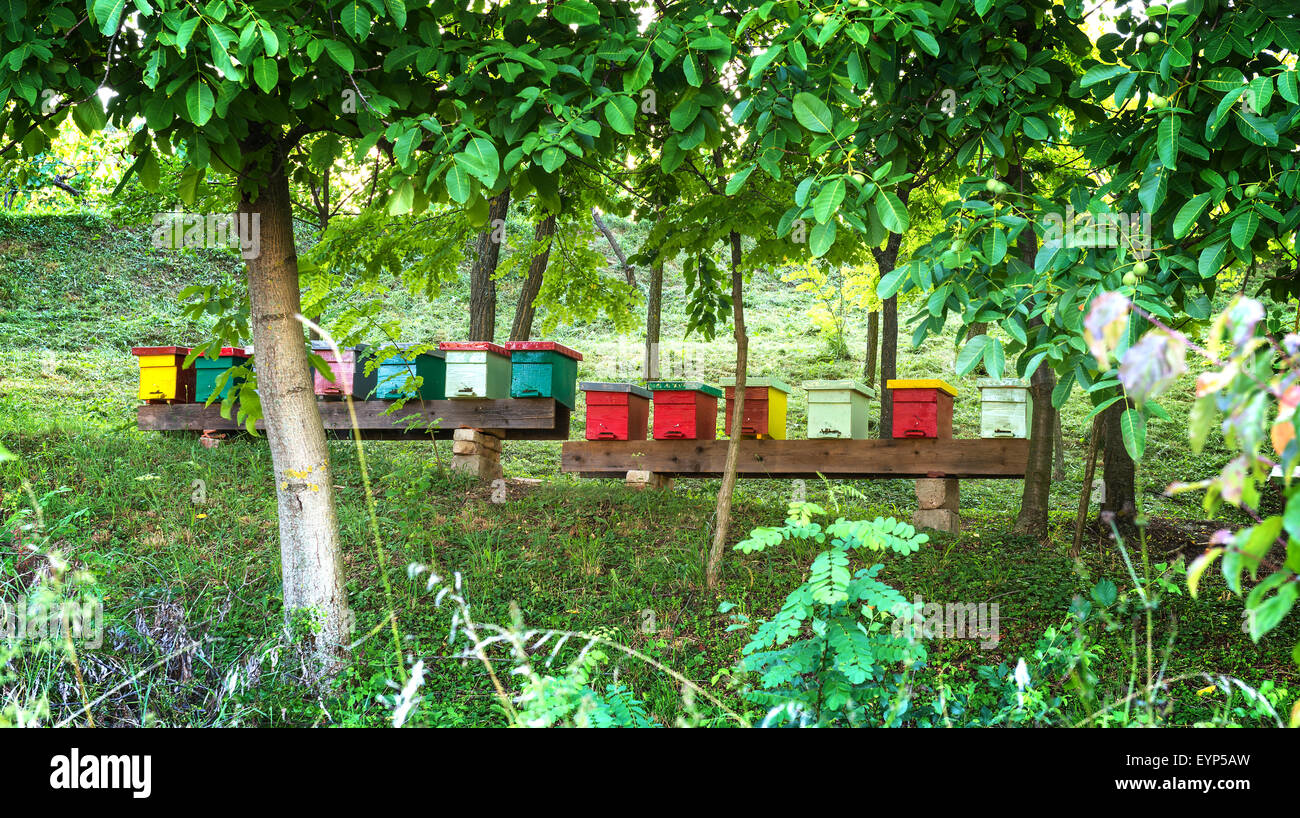 Beehives in the forest Stock Photo - Alamy