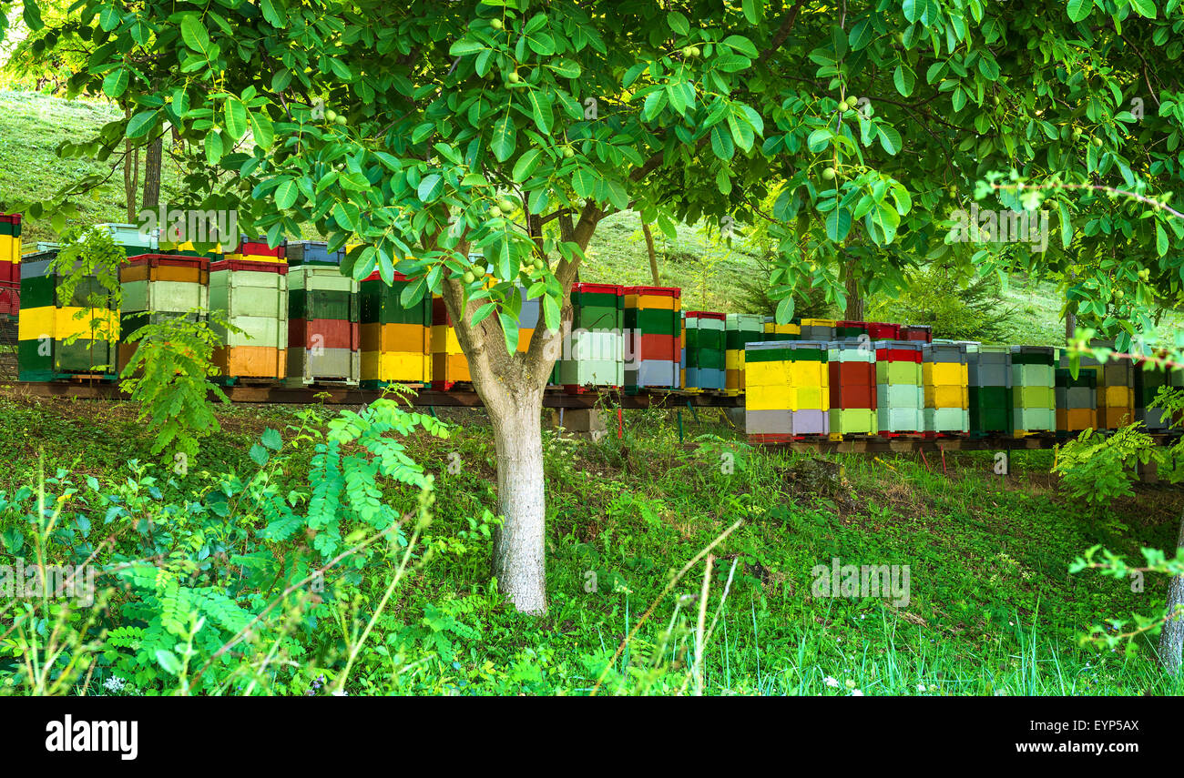 Beehives in the forest Stock Photo - Alamy