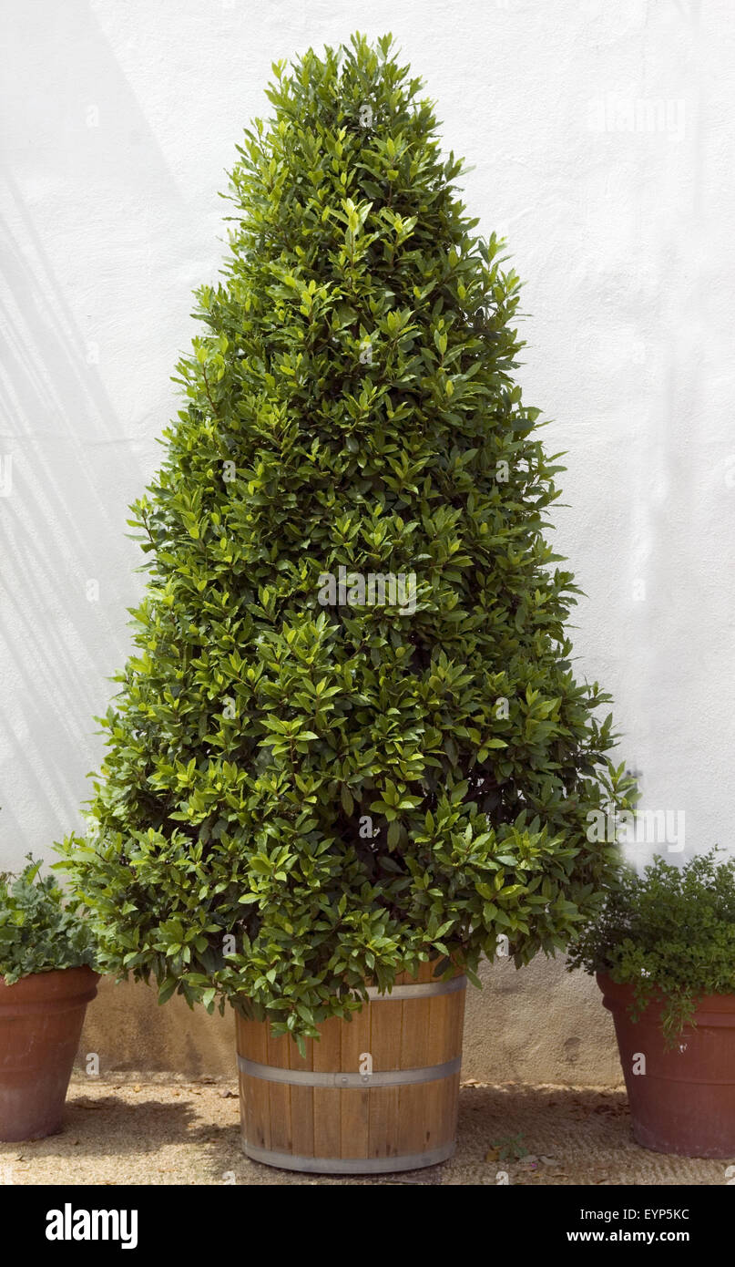 Lorbeer, Laurus nobilis, Lorbeerblatt, Lorbeerblaetter, Heilpflanzen ...