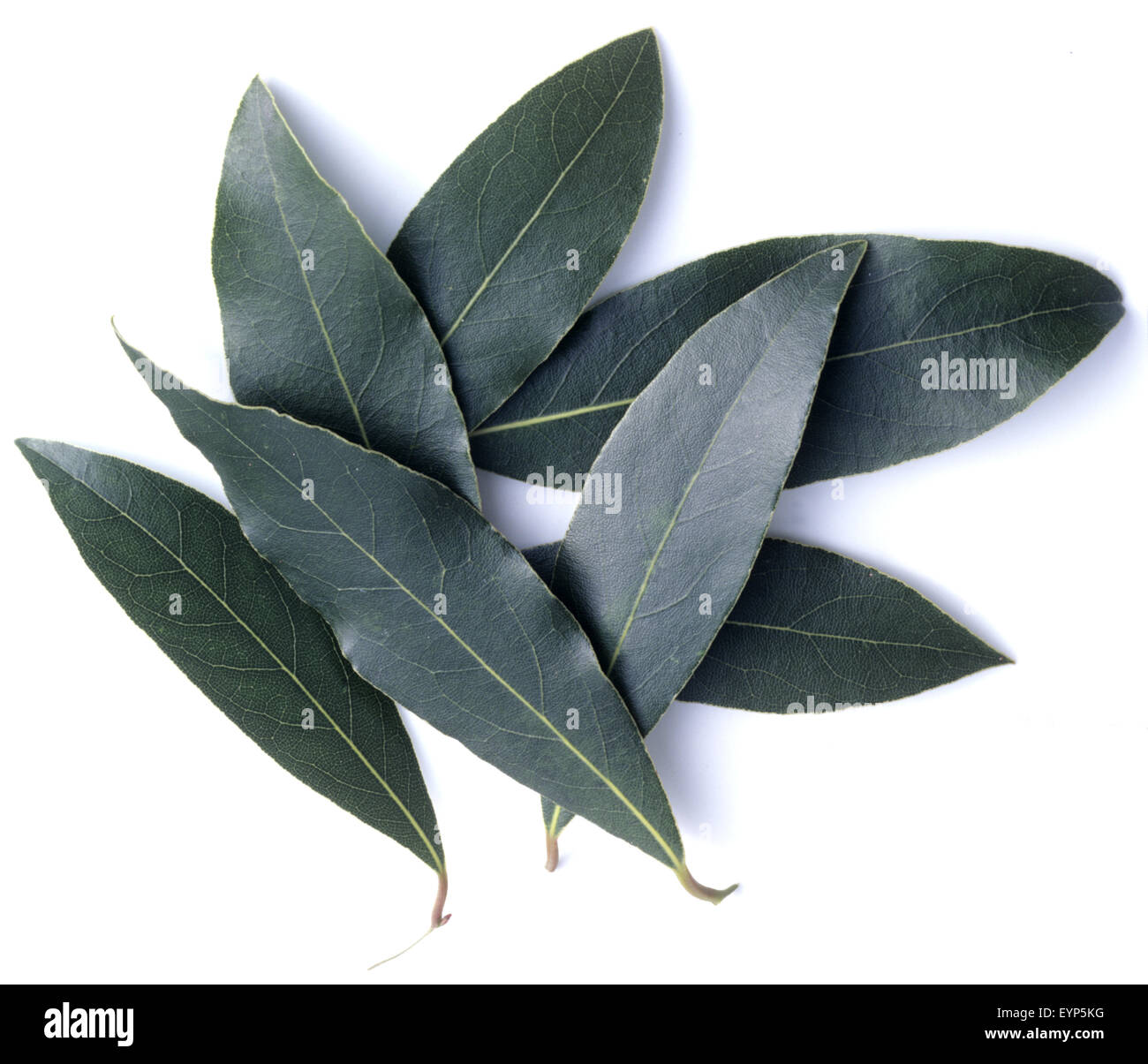 Lorbeer, Laurus nobilis, Lorbeerblatt, Lorbeerblaetter, Heilpflanzen ...