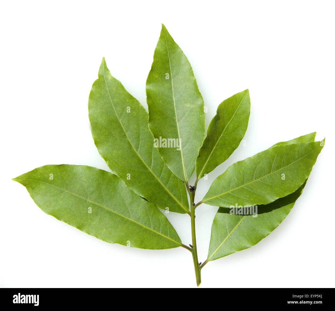 Lorbeer, Laurus nobilis, Lorbeerblatt, Lorbeerblaetter, Heilpflanzen ...