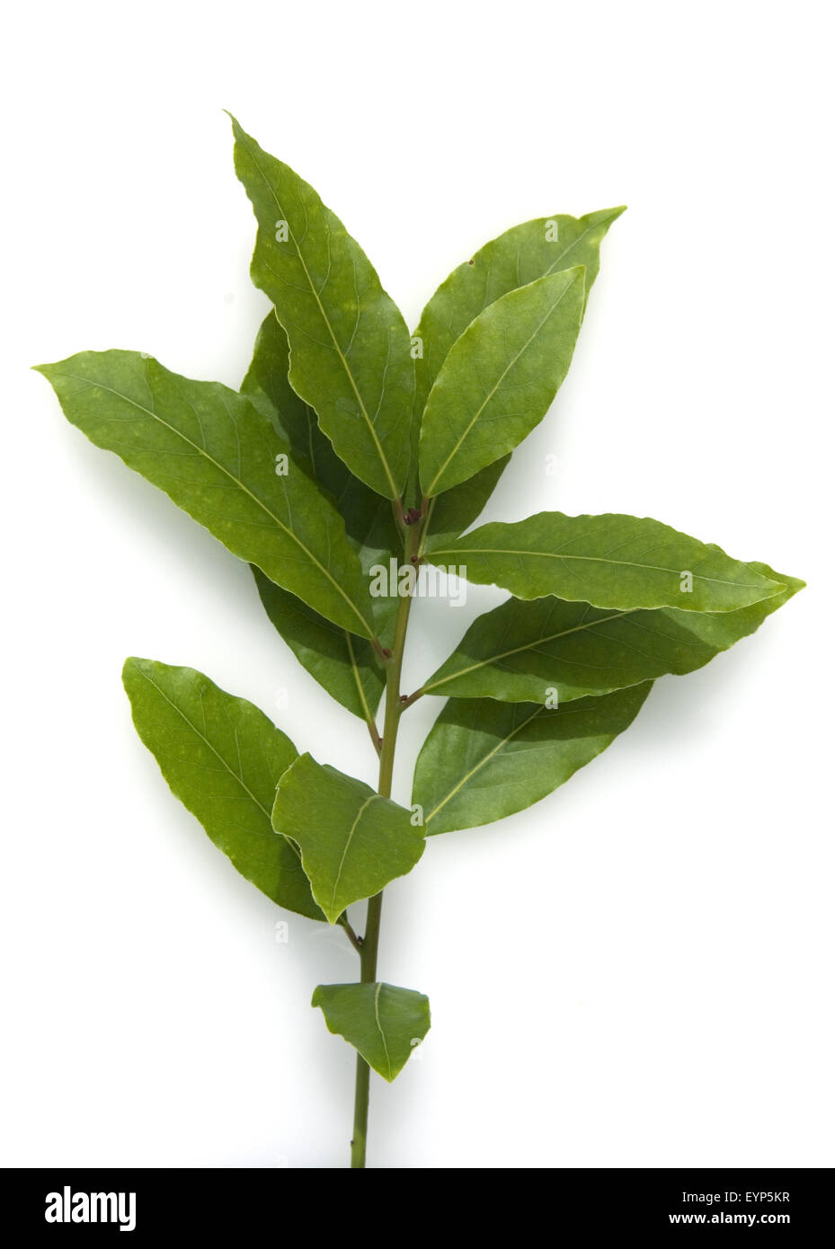 Lorbeerblaetter hi-res stock photography and images - Alamy