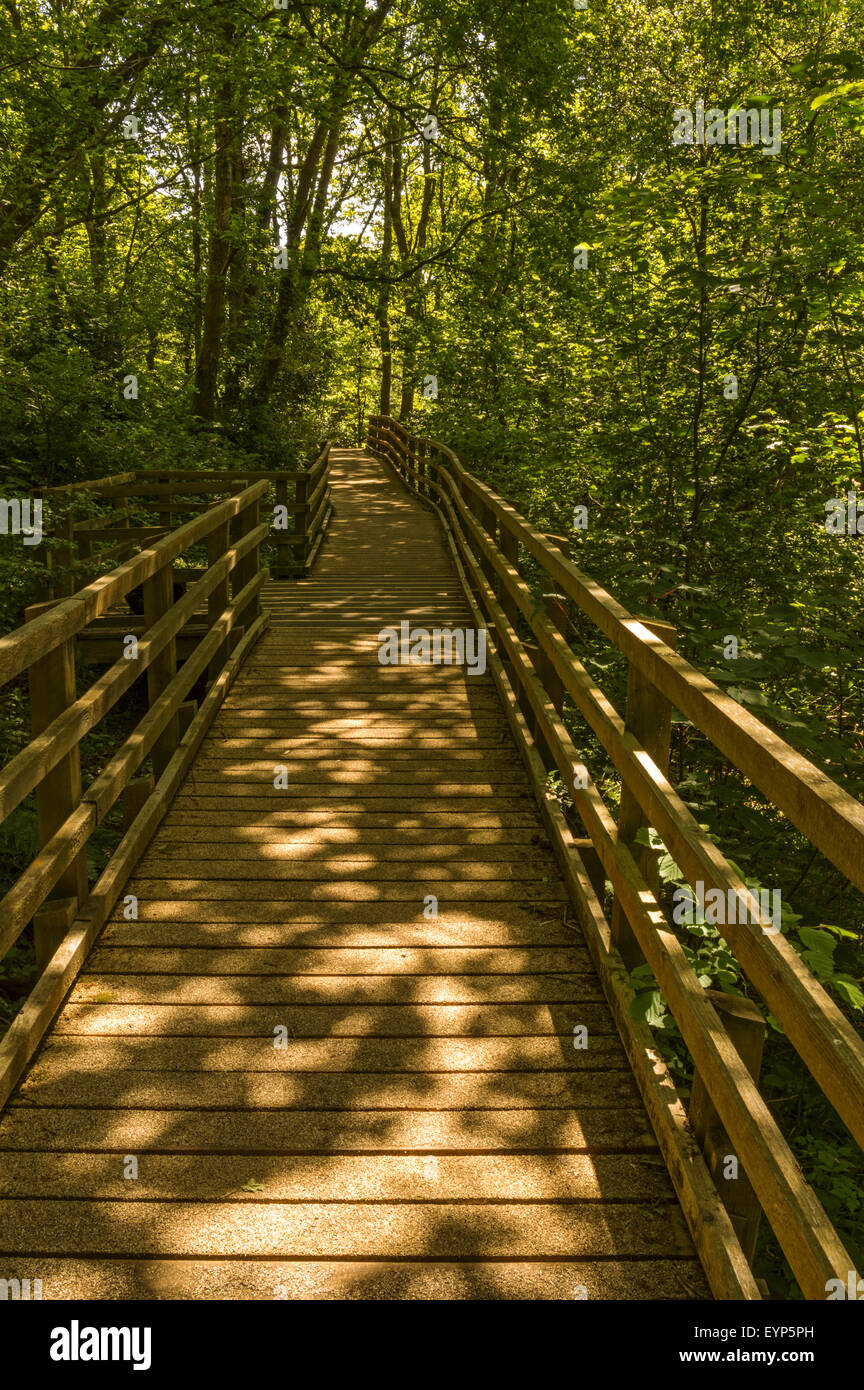A boardwalk through the woodland of a nature reserve Stock Photo - Alamy
