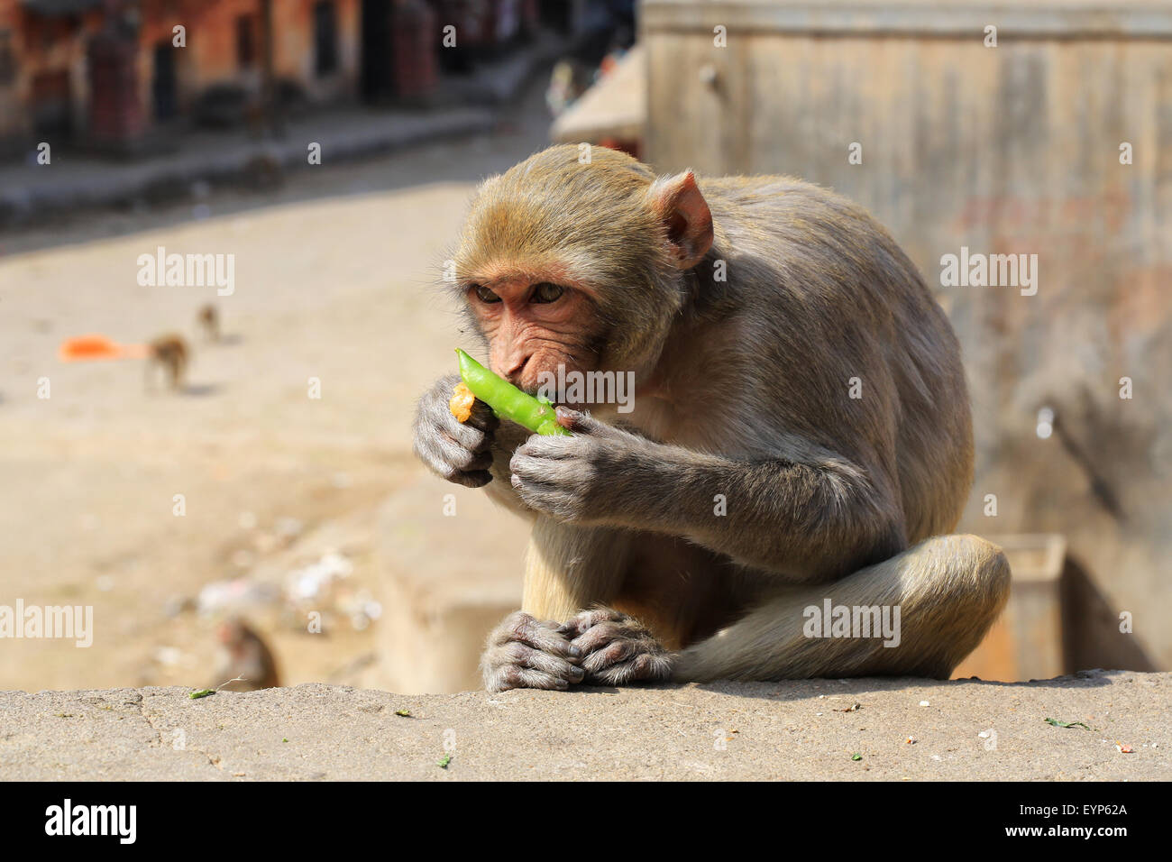 India, Rajasthan, Jaipur, indian monkeys taken in Galata Stock Photo ...