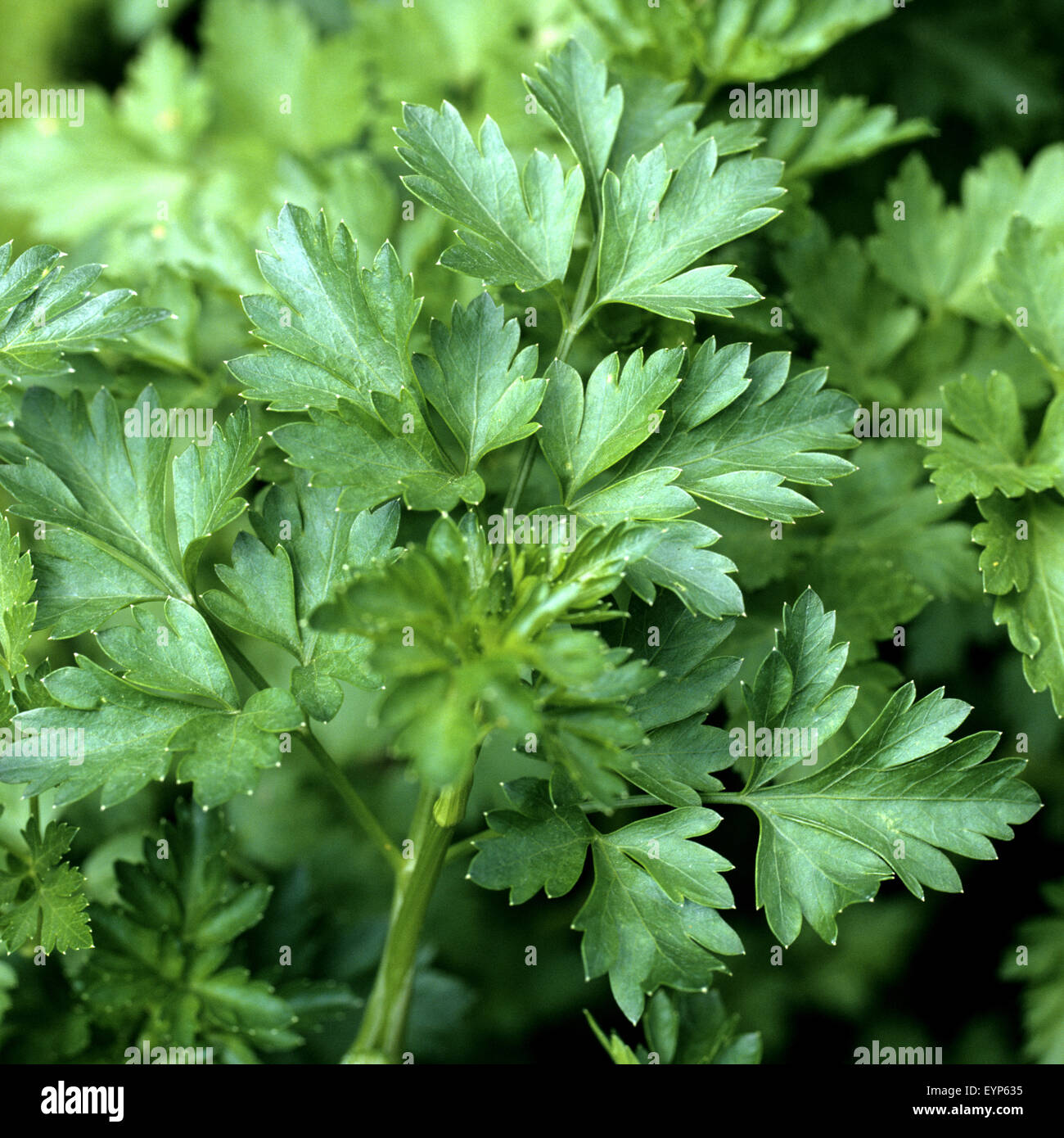 Glatte petersilie petroselinum hi-res stock photography and images - Alamy