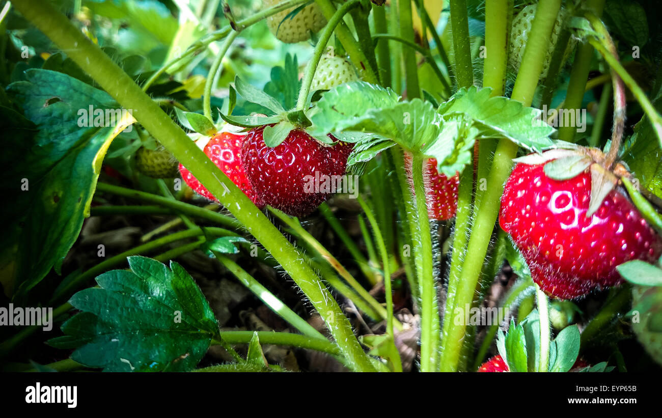 Strawberry Field with Ripe strawberries as background, horizontal Stock ...