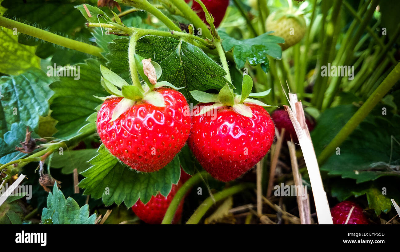 Strawberry Field with two ripe strawberries, close up Stock Photo - Alamy