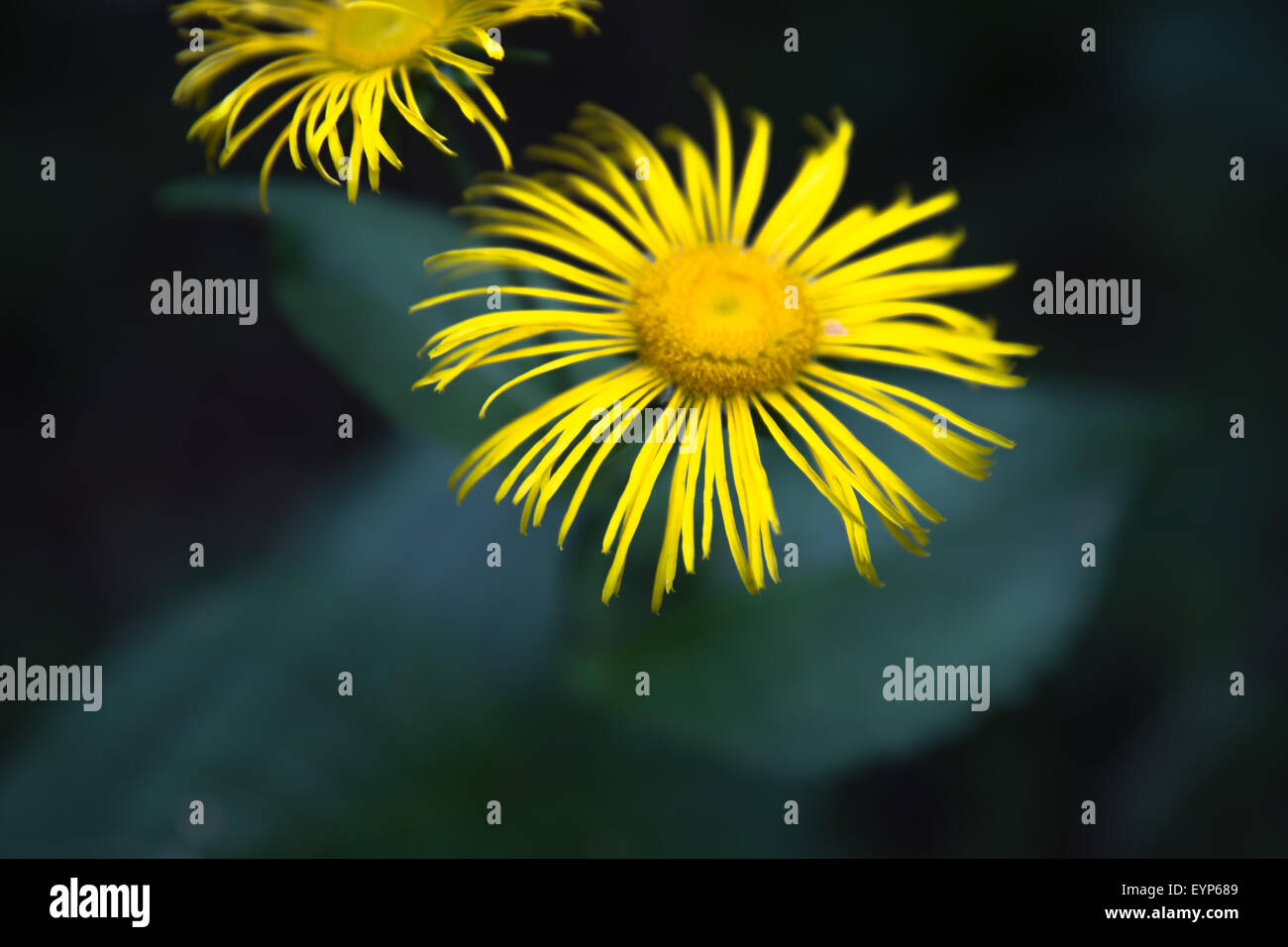 Yellow wild flower on a black background Stock Photo - Alamy