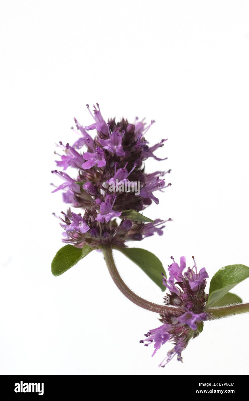 Quendel, Feldthymian, Thymus serpyllum, Heilpflanzen Stock Photo - Alamy