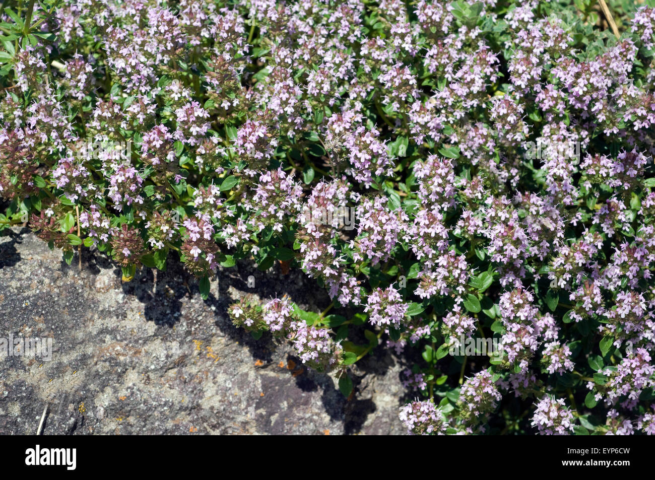 Quendel, Feldthymian, Thymus, serpyllum Stock Photo - Alamy