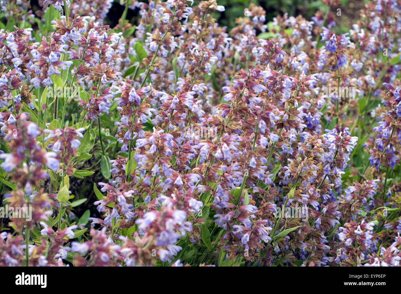 Salbei tea hi-res stock photography and images - Alamy