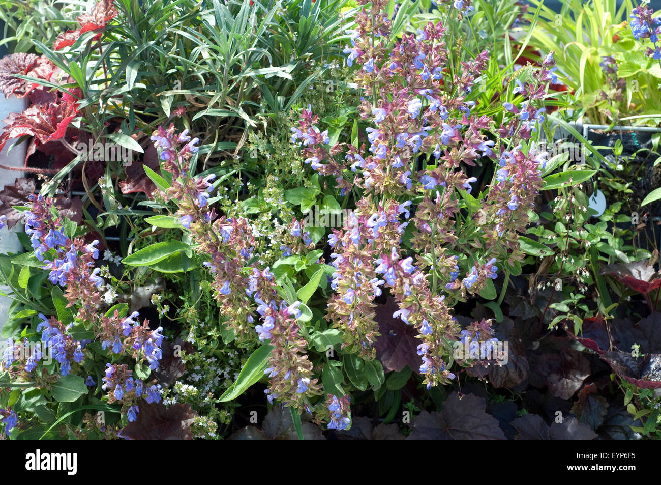 Salbei tea hi-res stock photography and images - Alamy