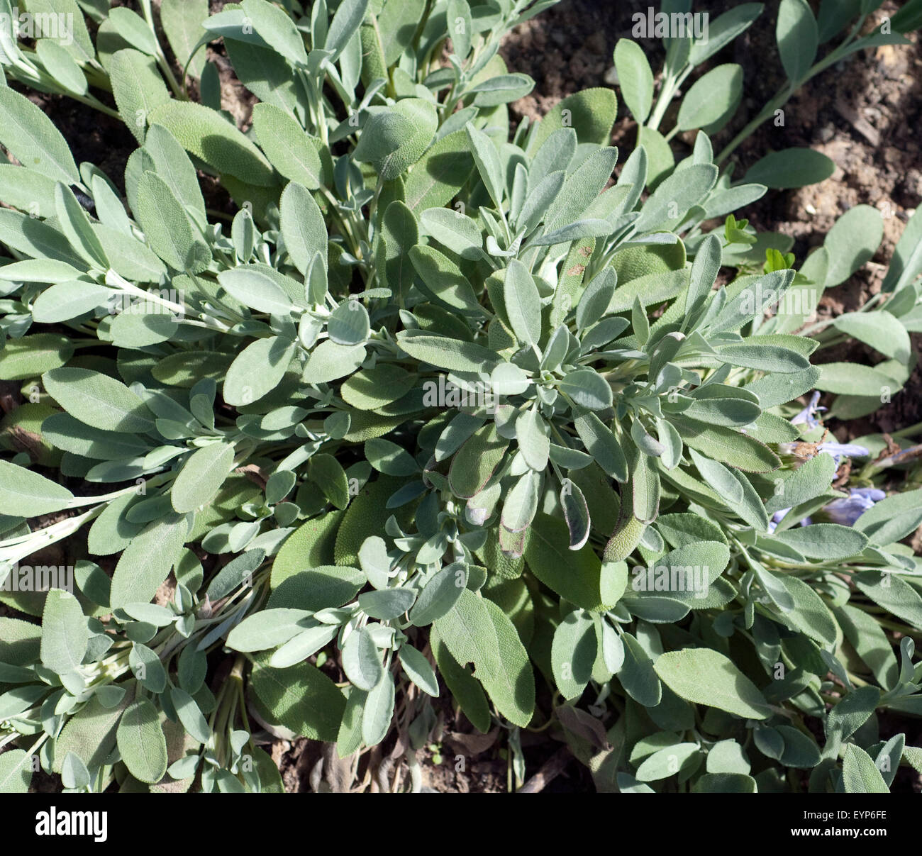 Salbei tea hi-res stock photography and images - Alamy