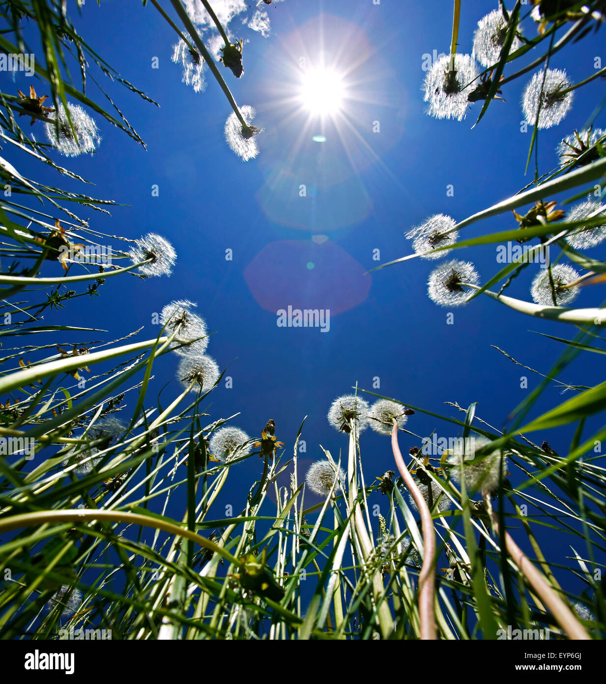 Converging verticals hi-res stock photography and images - Alamy