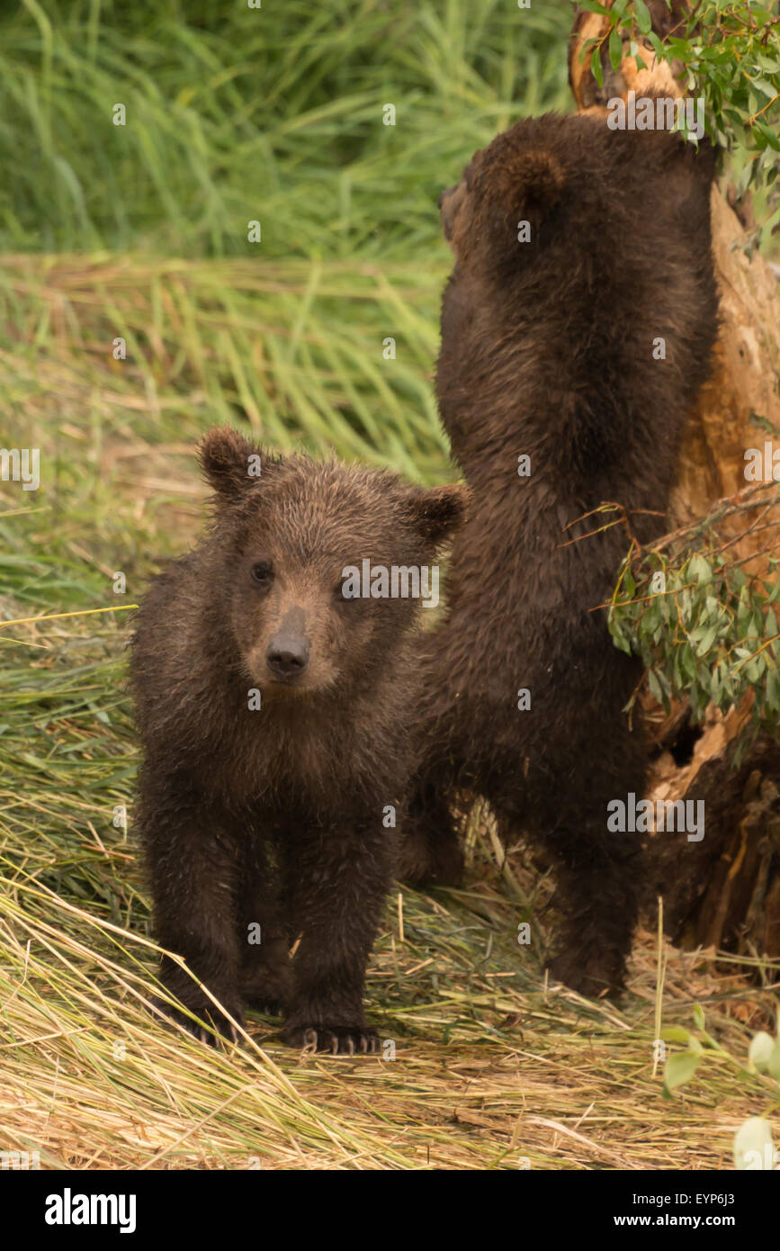 Bear cub looking at camera beside another Stock Photo - Alamy
