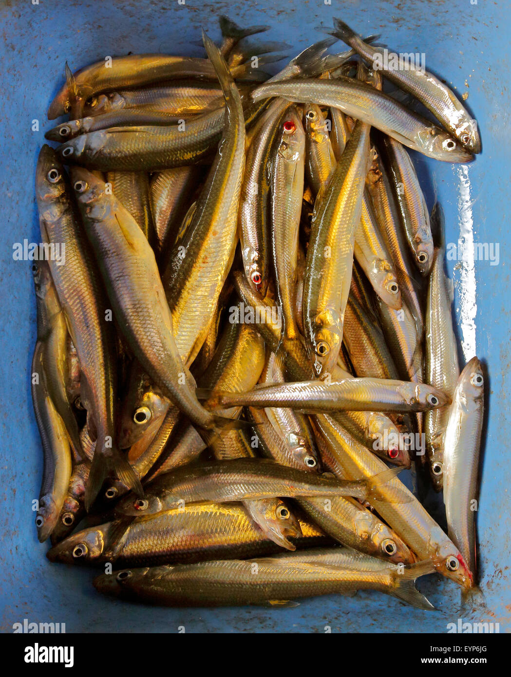 Silver smelt hi-res stock photography and images - Alamy