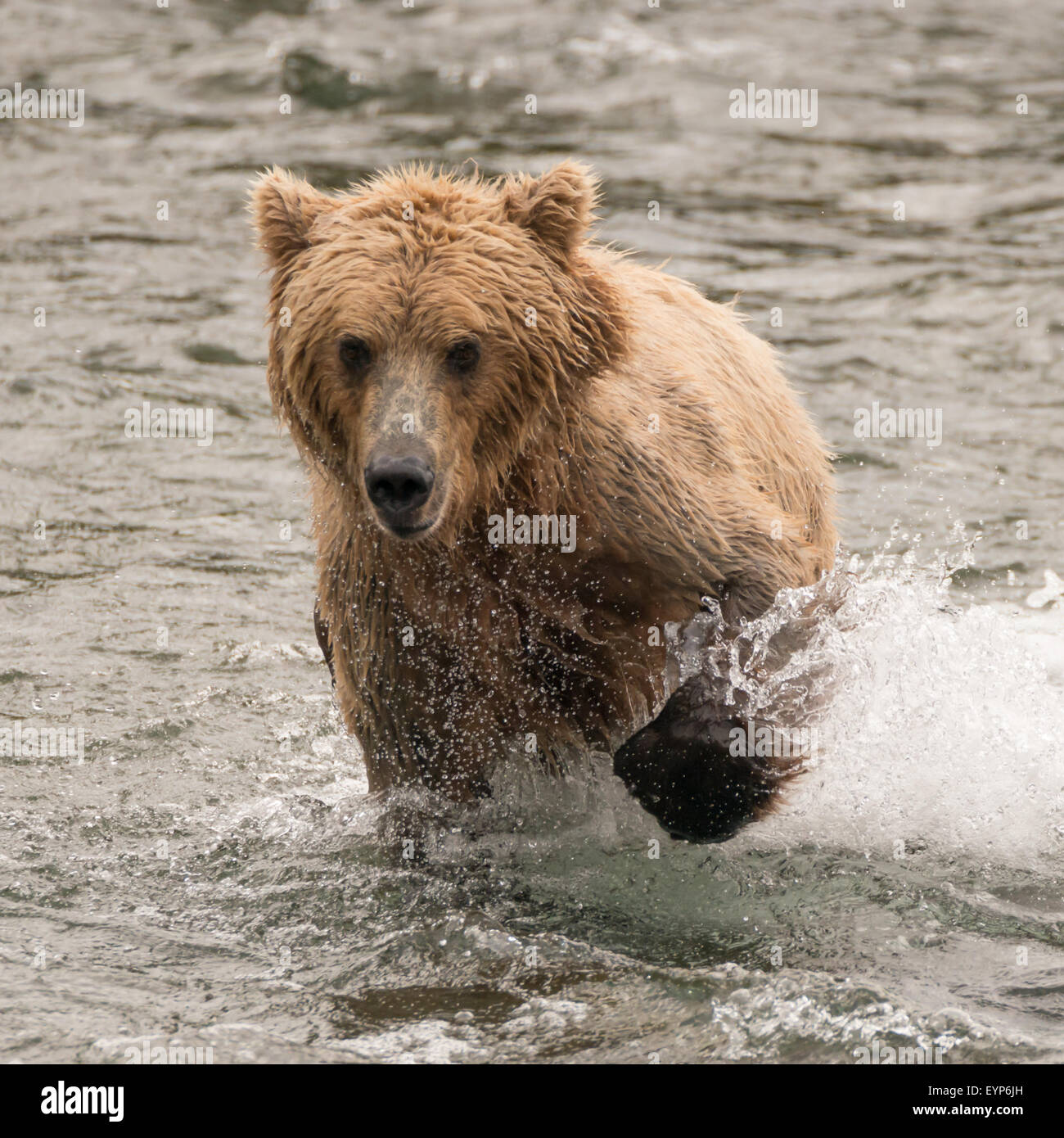 Raised paw bear hi-res stock photography and images - Alamy