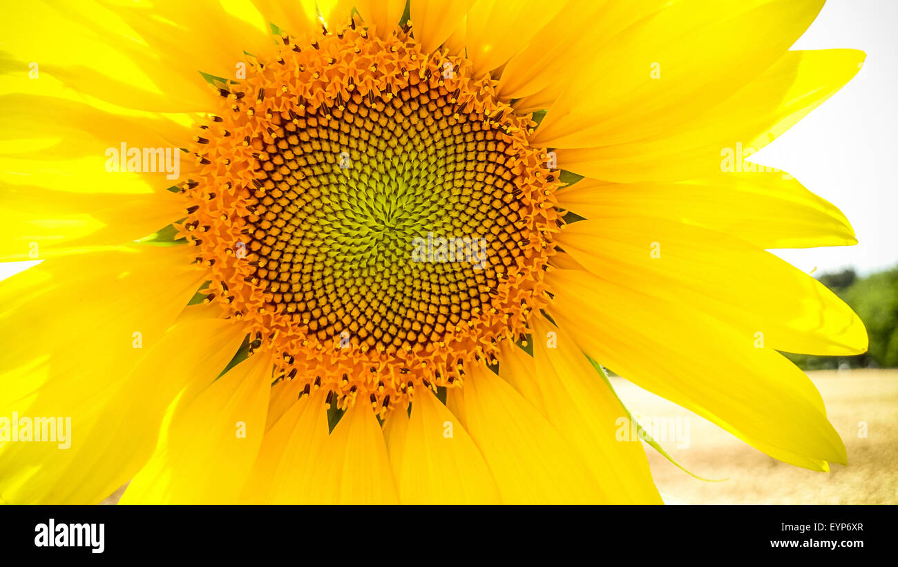 Big blooming sunflower as background, horizontal Stock Photo - Alamy