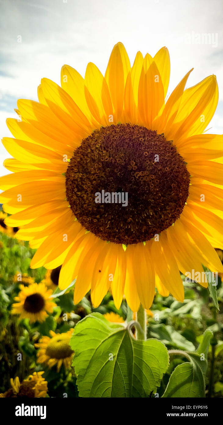 Big blooming sunflower on field, sunset, close up Stock Photo - Alamy