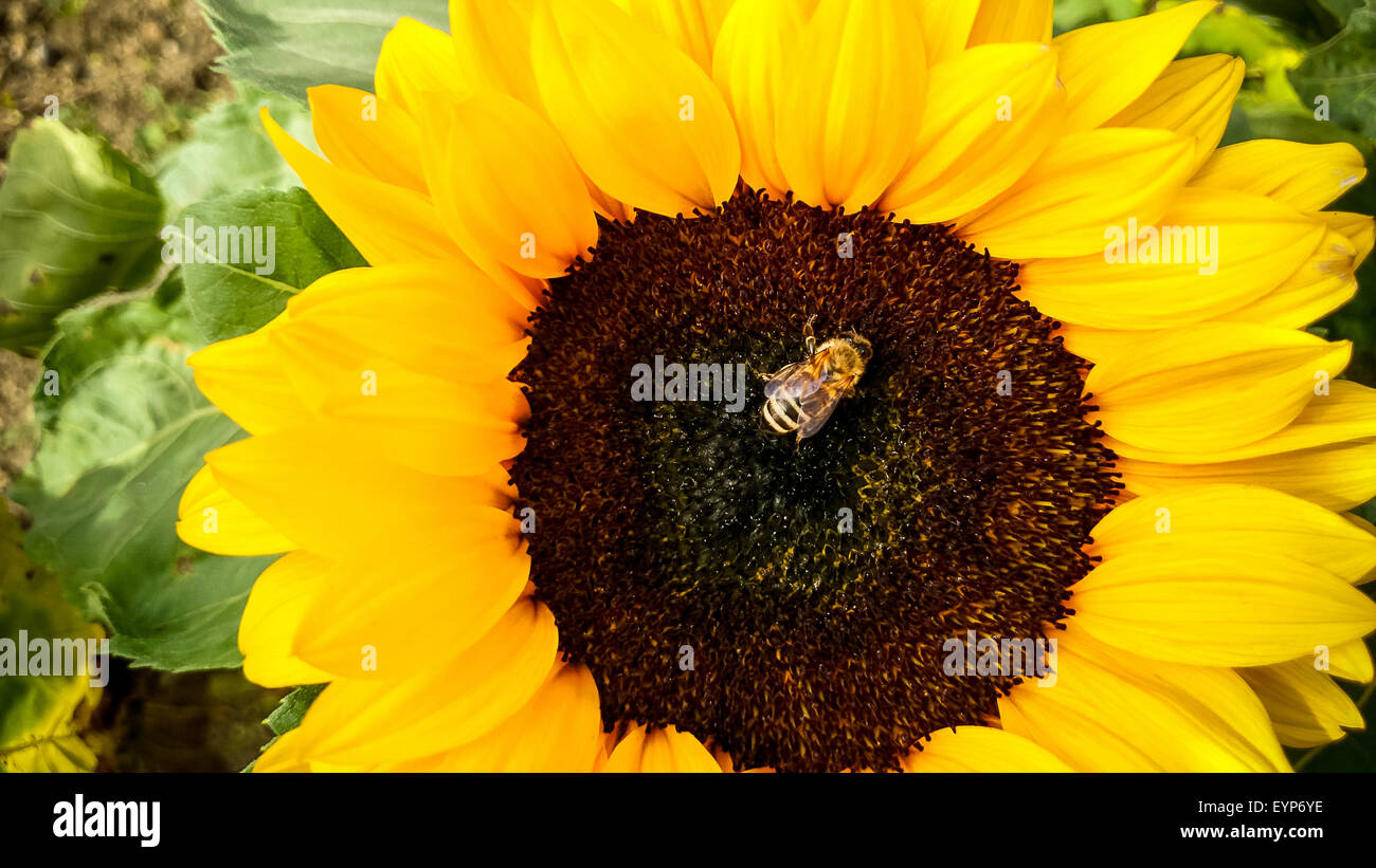 Bee on sunflower, collecting pollen, top view Stock Photo - Alamy