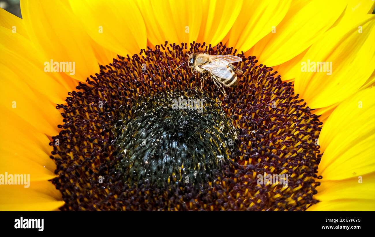 Bee on a sunflower, collecting pollen, top view Stock Photo - Alamy