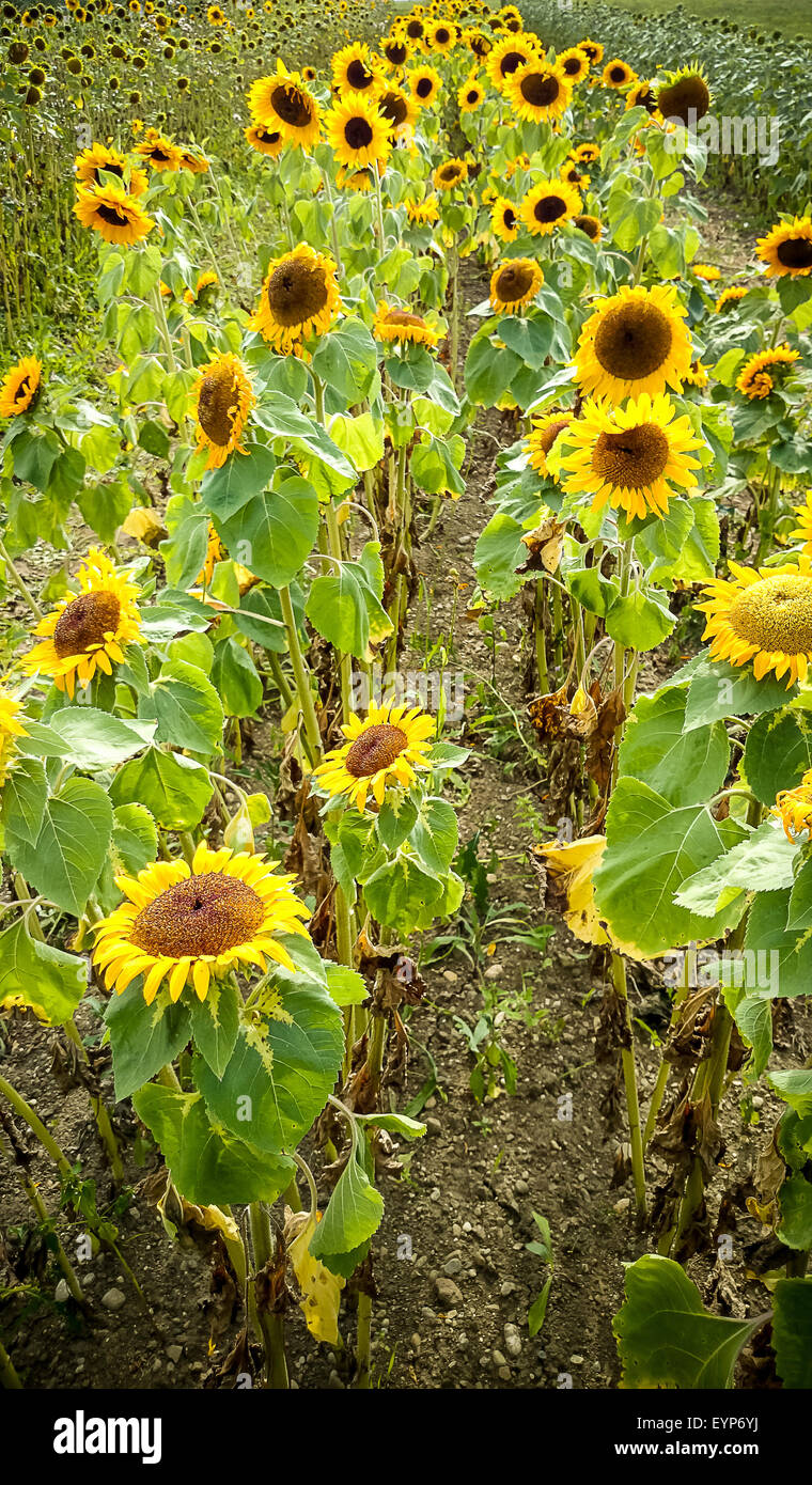Field of blooming sunflowers on background sunset, top view Stock Photo ...