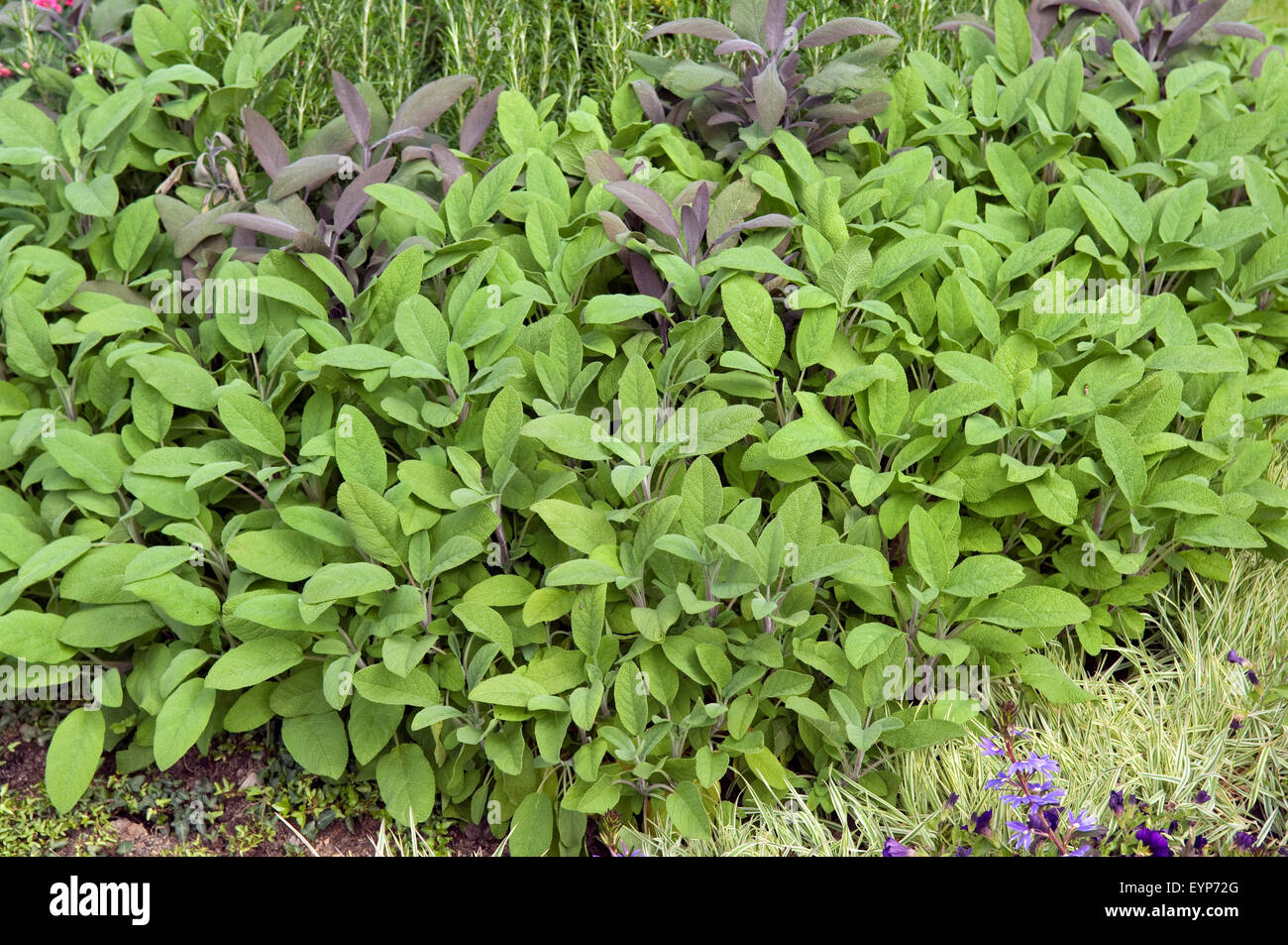 Salbei Tea High Resolution Stock Photography and Images - Alamy