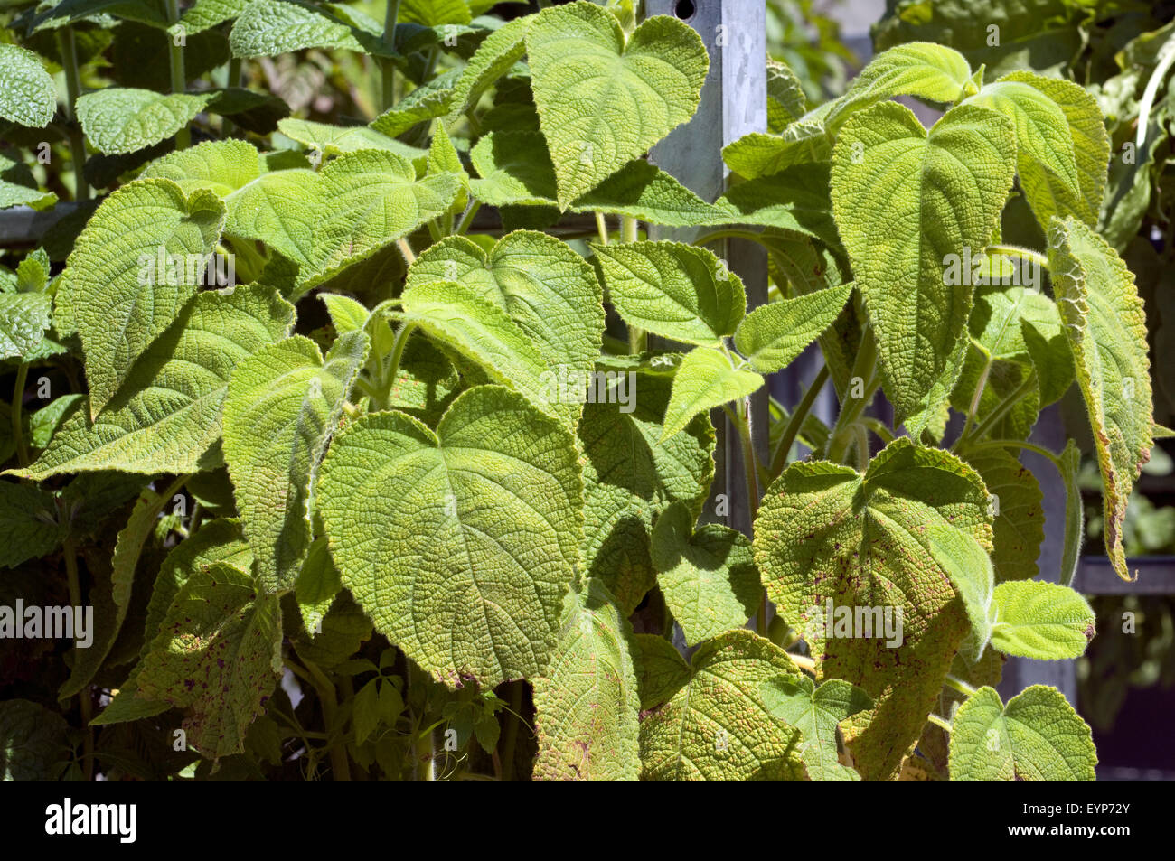 Salbei tea hi-res stock photography and images - Alamy