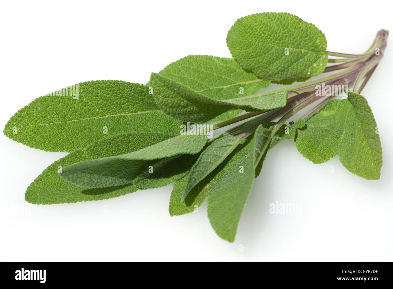 Salbei; Salvia officinalis Stock Photo - Alamy
