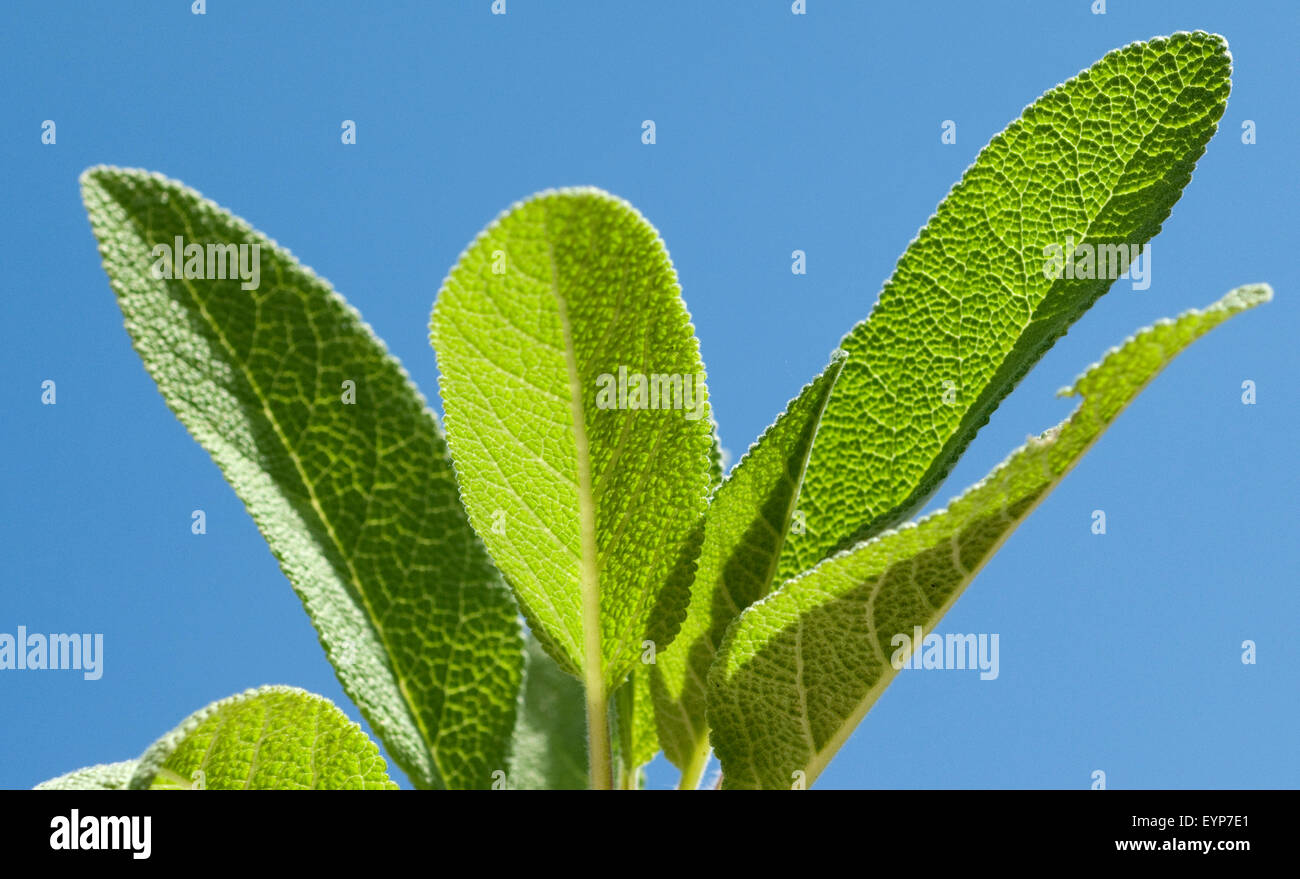 Salbei salvia officinalis hi-res stock photography and images - Alamy