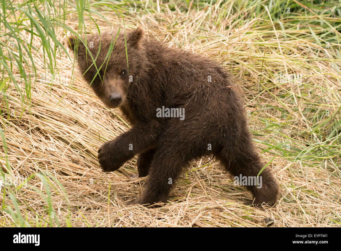 Brown bear cub turns to look back Stock Photo - Alamy