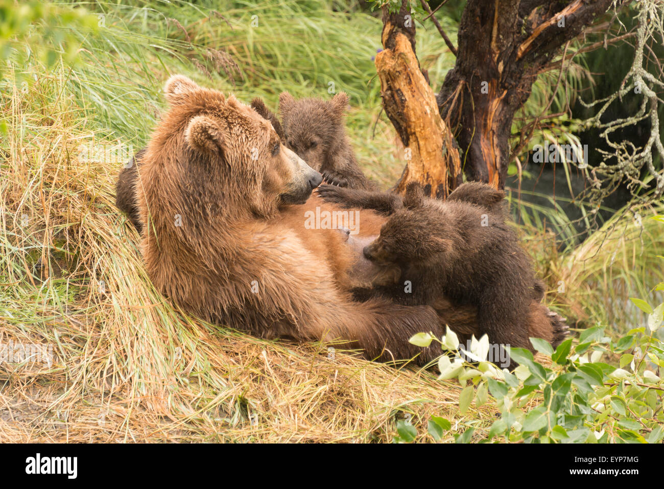 Mother bear nursing cubs hi-res stock photography and images - Alamy