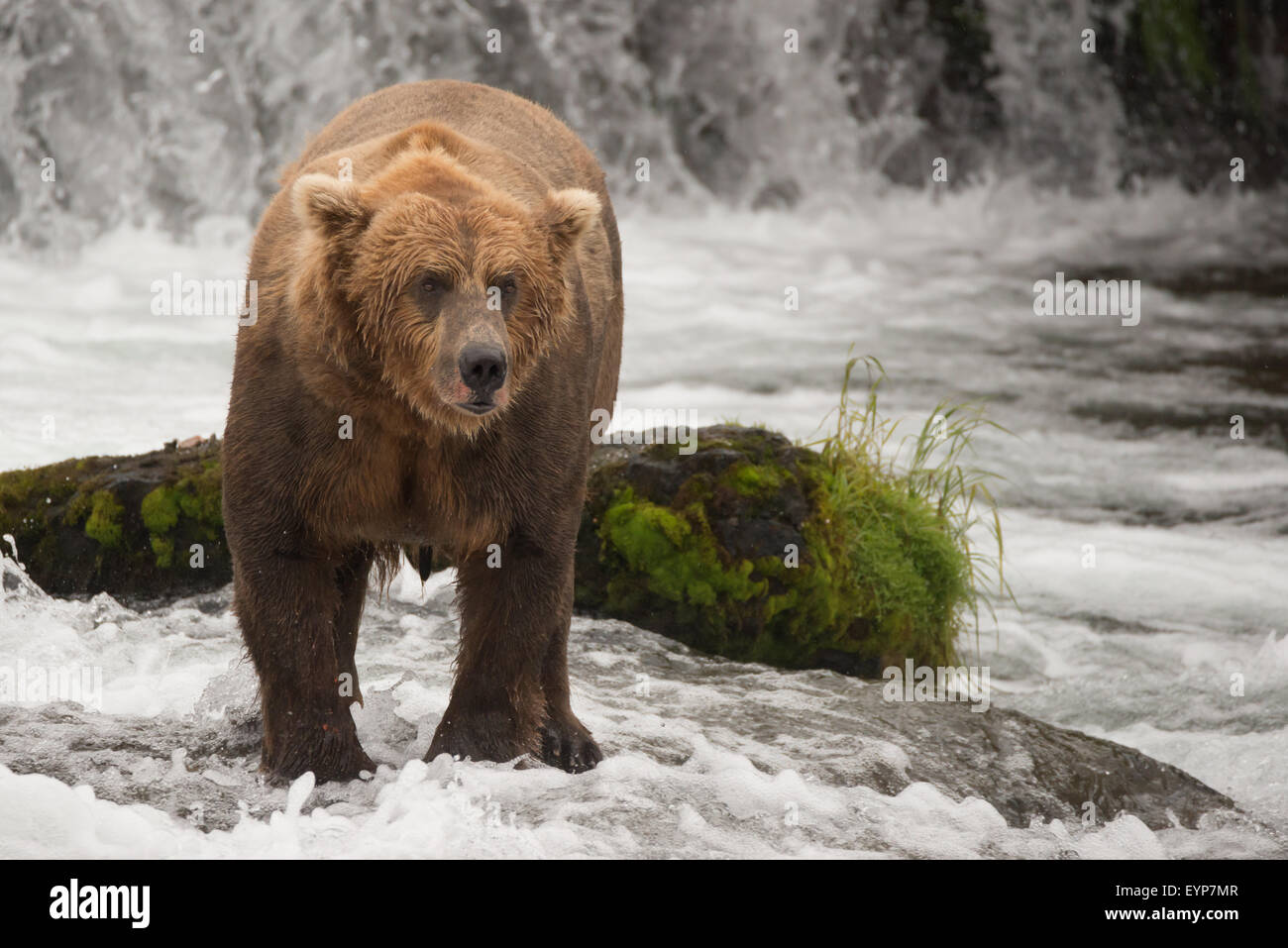 Brown bear staring beside rock at waterfall Stock Photo - Alamy