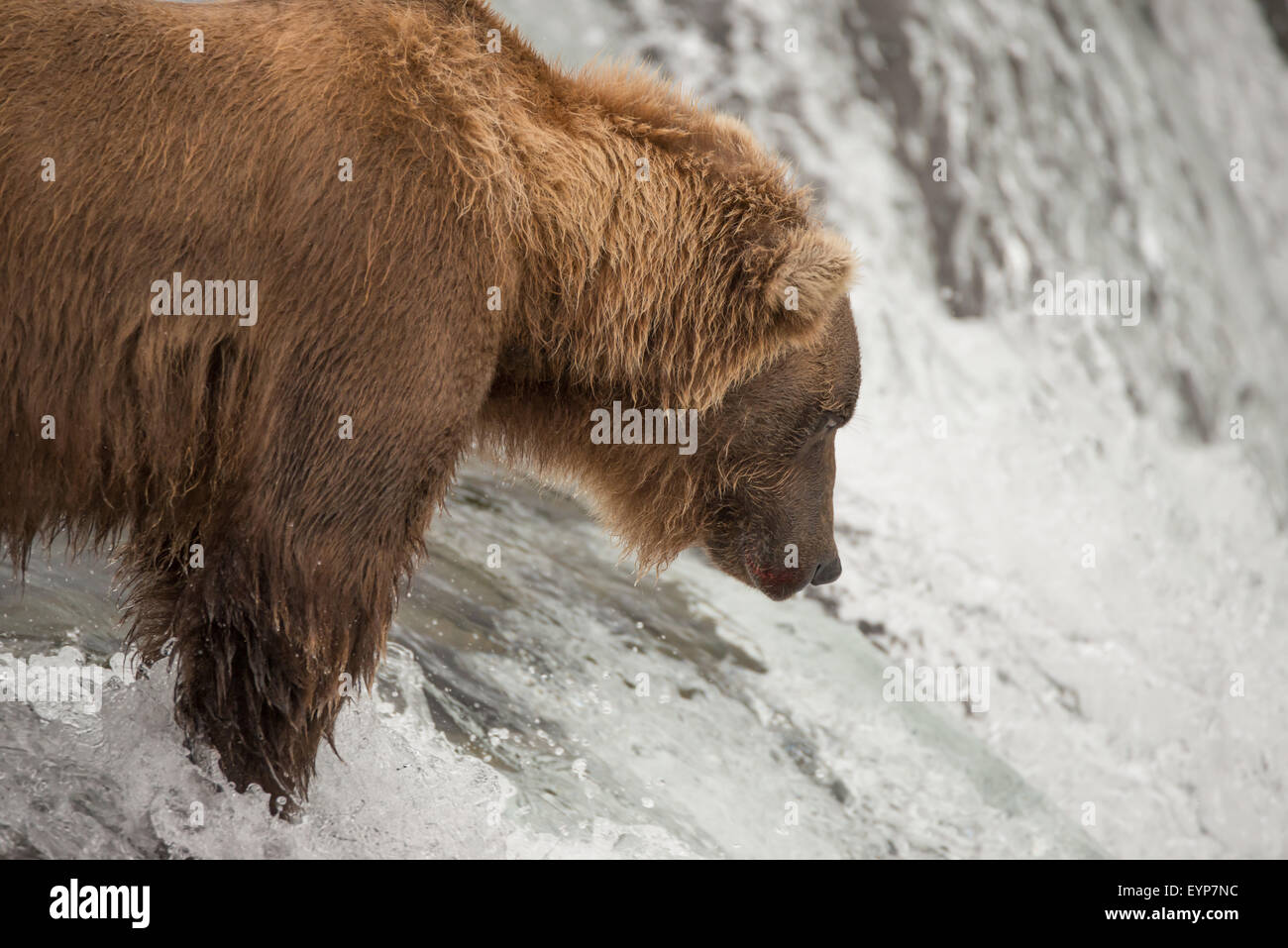 Close-up of bear salmon fishing on waterfall Stock Photo - Alamy