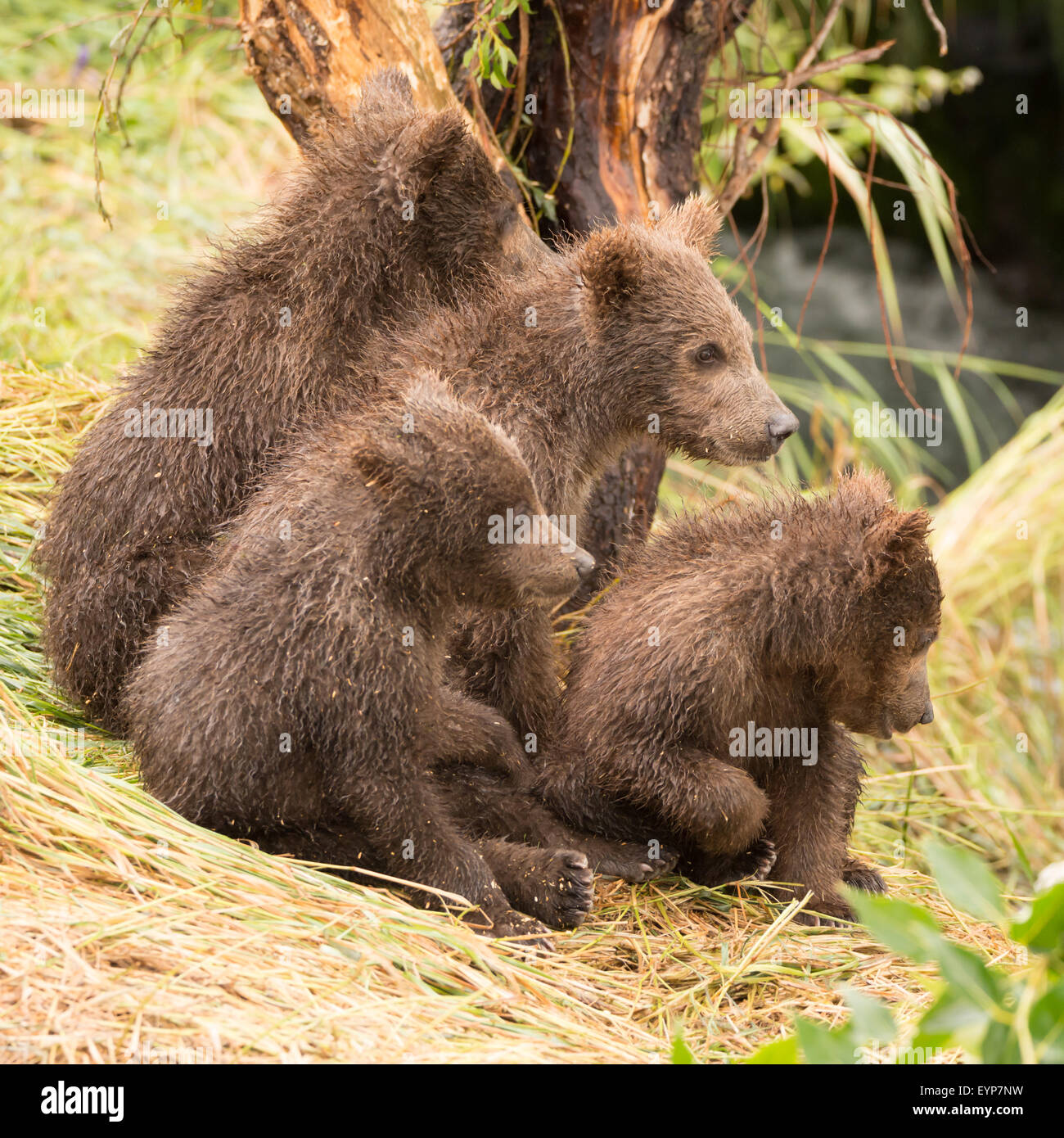 Animals all looking same direction hi-res stock photography and images ...