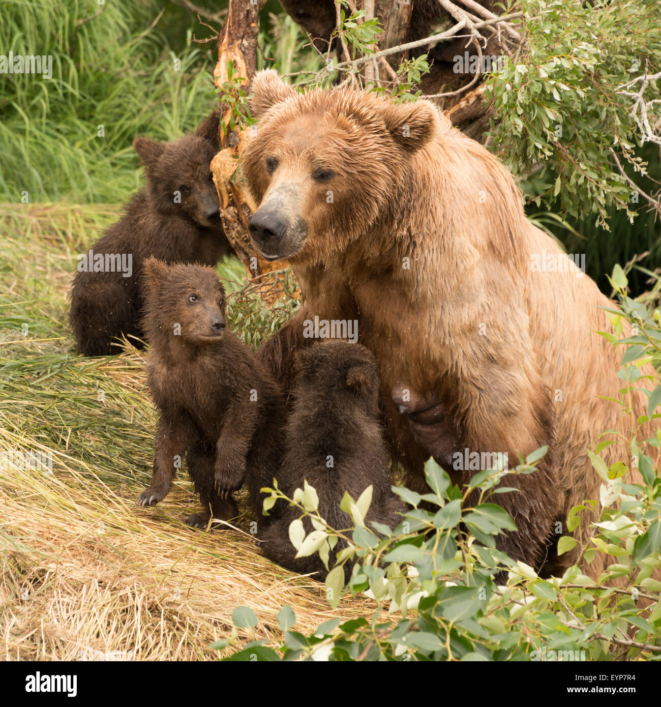 Four brown bear cubs sitting with mother Stock Photo - Alamy