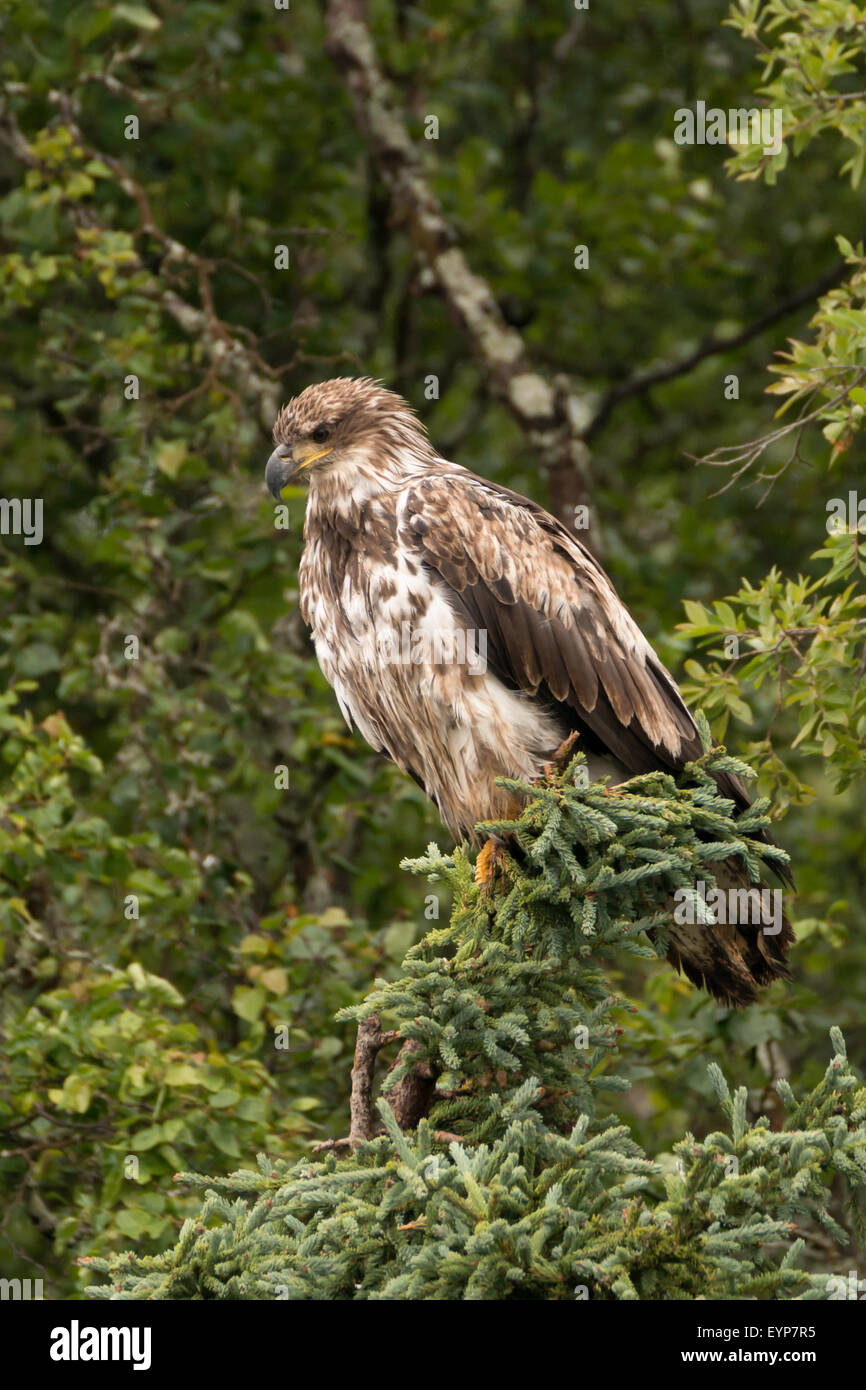 Juvenile bald eagle hi-res stock photography and images - Alamy