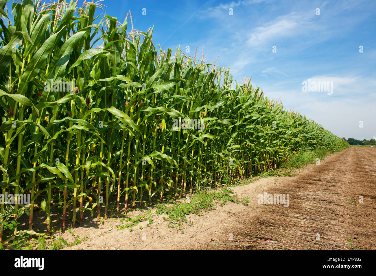 ripened corn plants in a Dutch field is ready to be harvested in summer ...