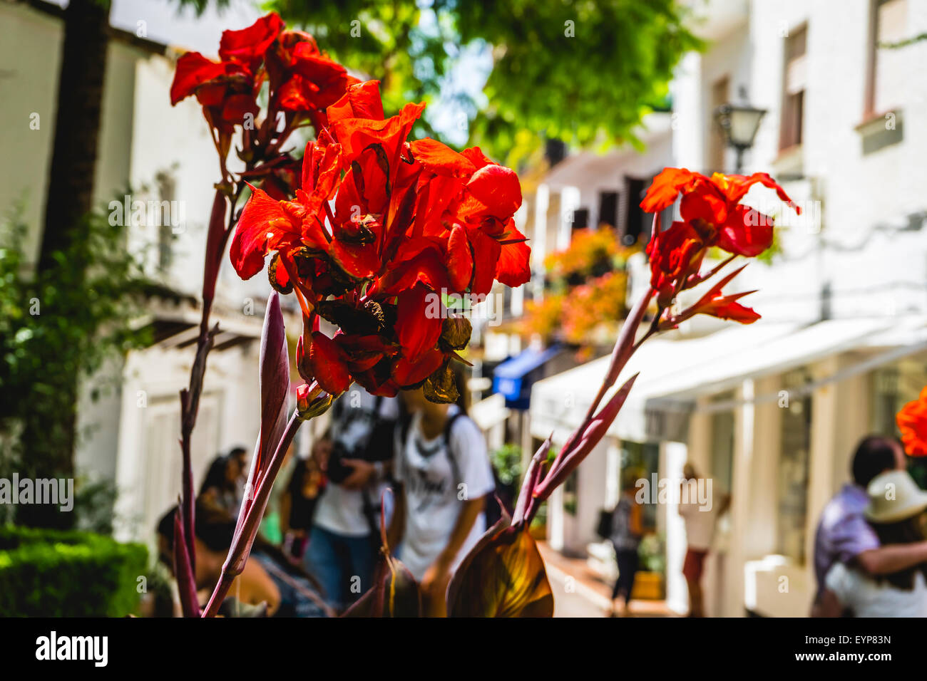 potted plants and flowers on the streets of Marbella, Malaga Spain ...