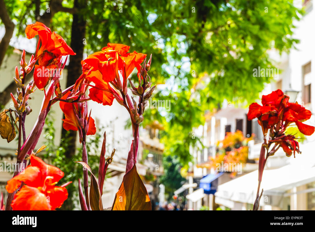 potted plants and flowers on the streets of Marbella, Malaga Spain ...